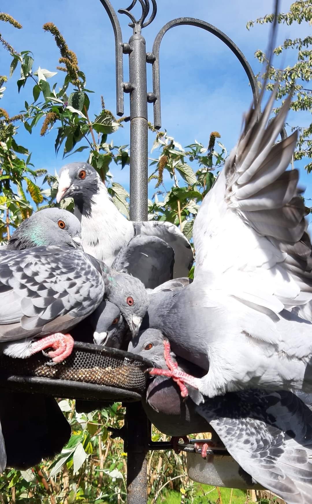 Of Feather & Skin, Finger & Wing: for the Love of Pigeons