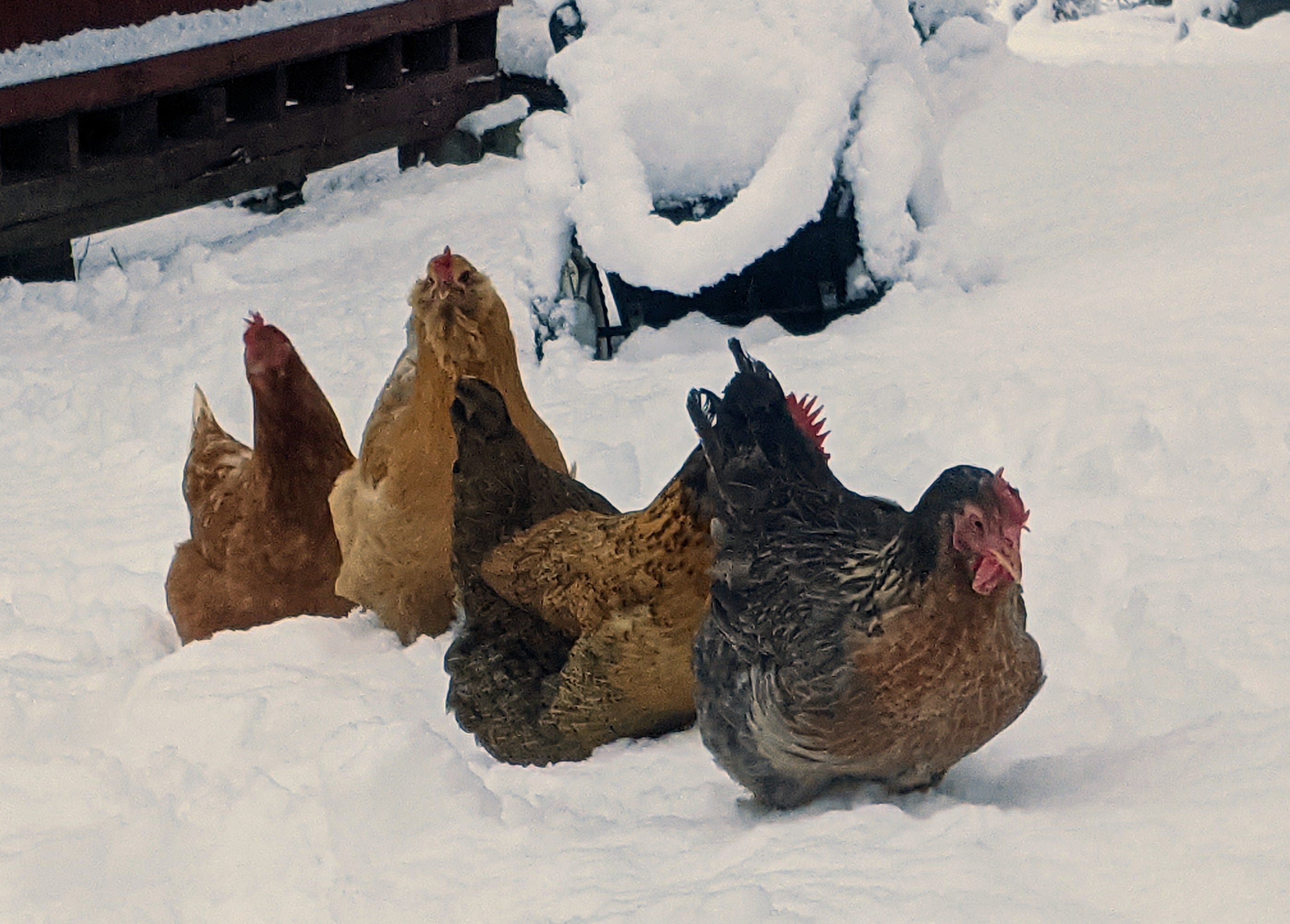 You're A Tough Bird - by AC Shilton - AffirmationChickens