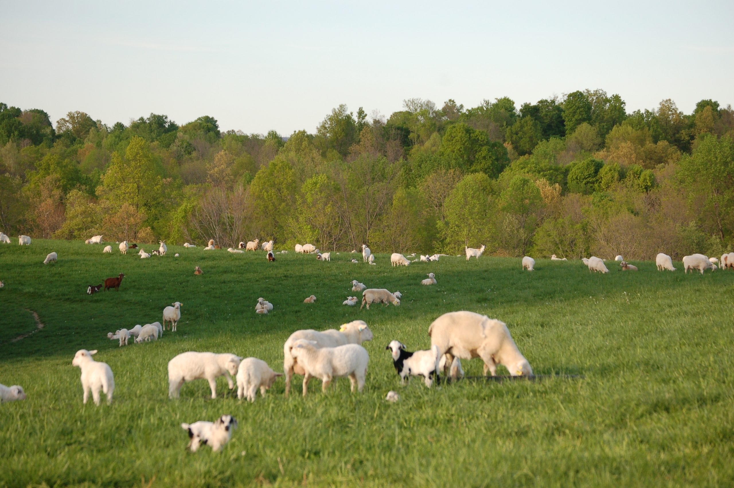 THE EVOLUTION OF A MULTI-SPECIES GRAZING OPERATION