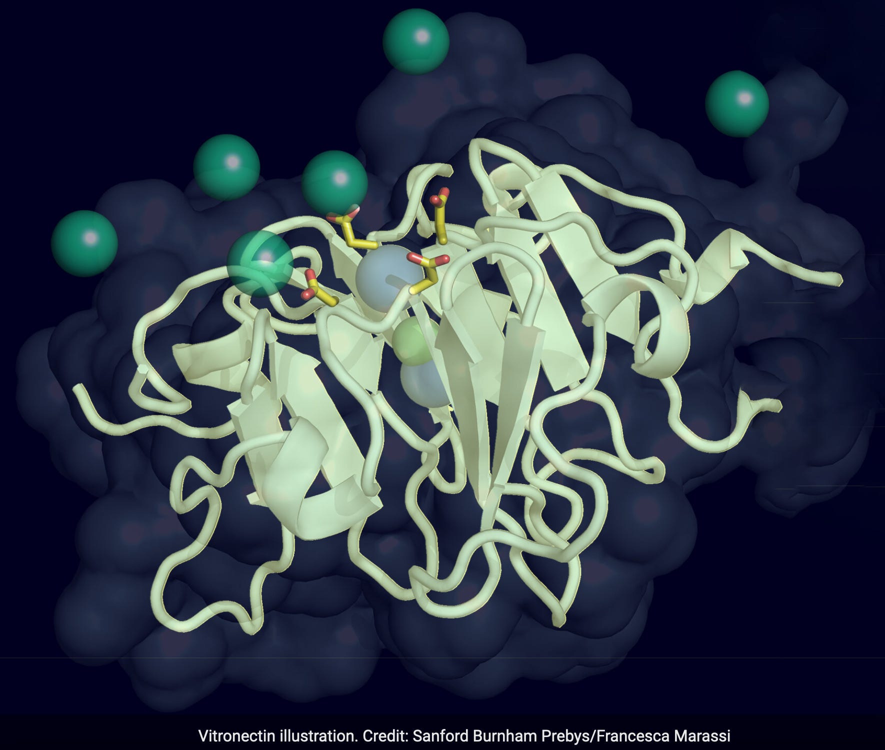 Proteins, fighting cancer, curing Macular Degeneration and Rheumatoid ...