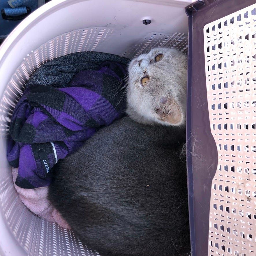 days one and two - by Ada Wordsworth - KHARPP | ХАРПП