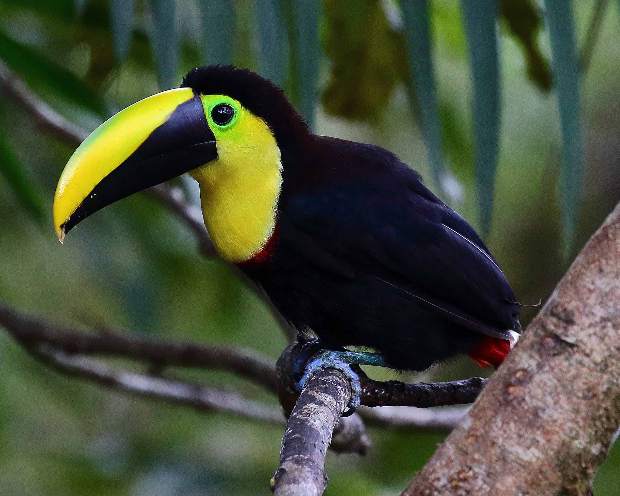 Bird of the Week: Even More Toucans! - by Jack Mirkinson