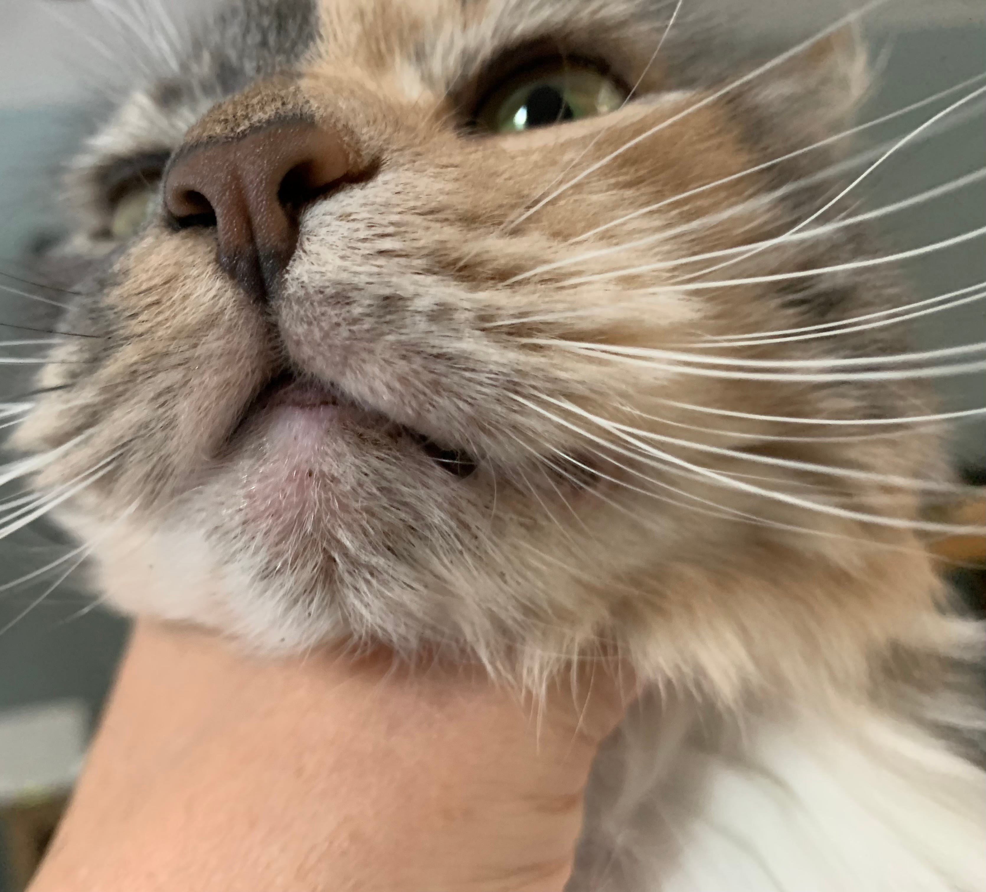 Does Michael Acoustic Choke Out His Cat? Well, No, Actually ...