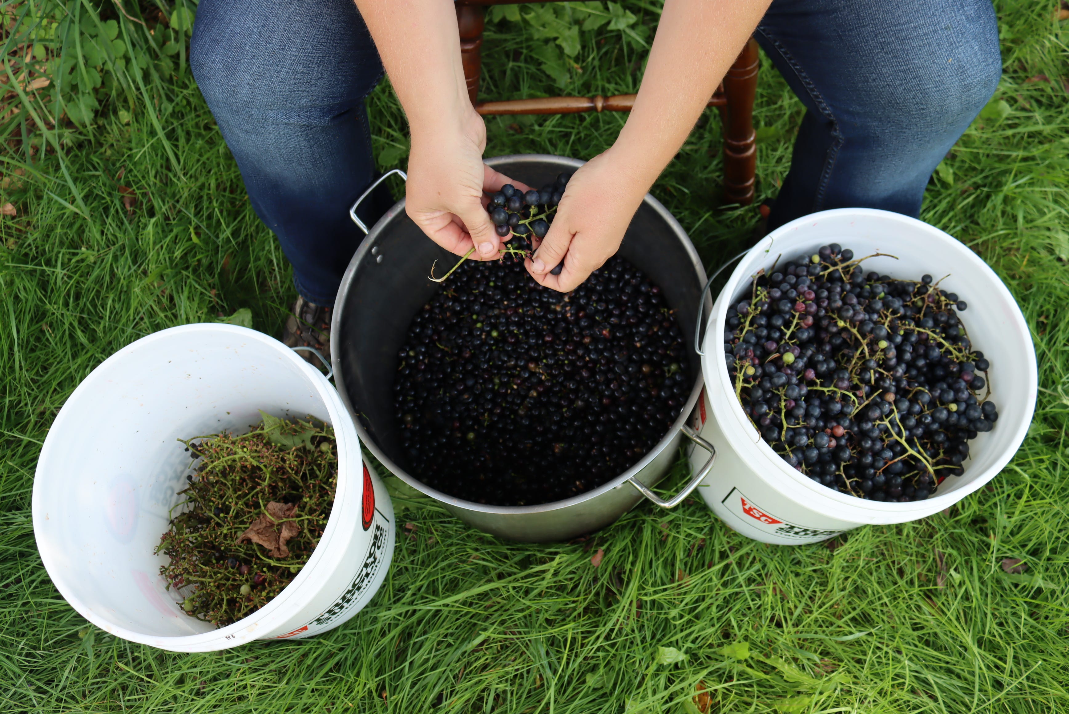 Making Grape Wine (& Country Fruit Wines)