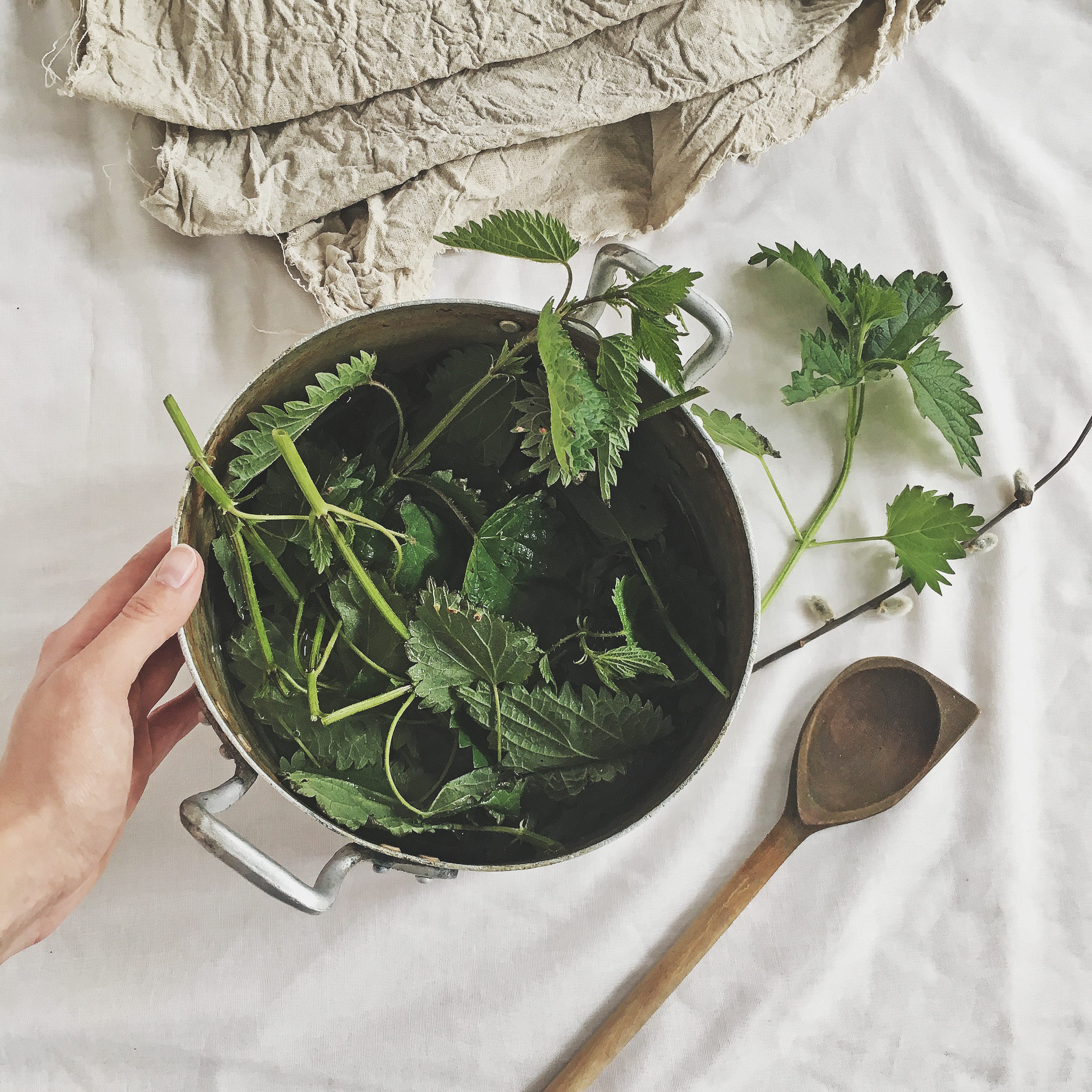 How to dye with plants - Kaliko Journal