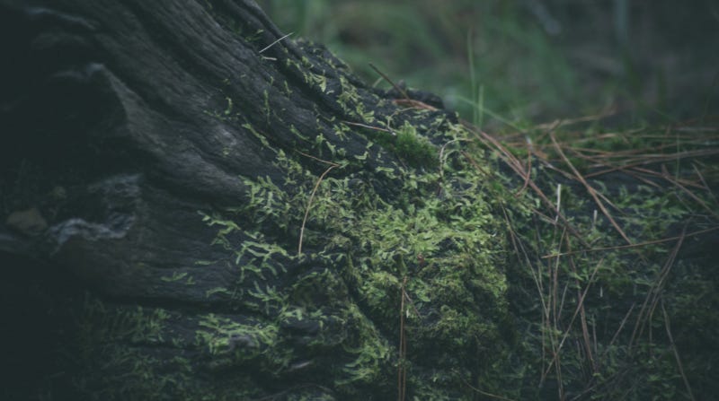 What Is Syntropy? - by Ganga Devi Braun - The Living World