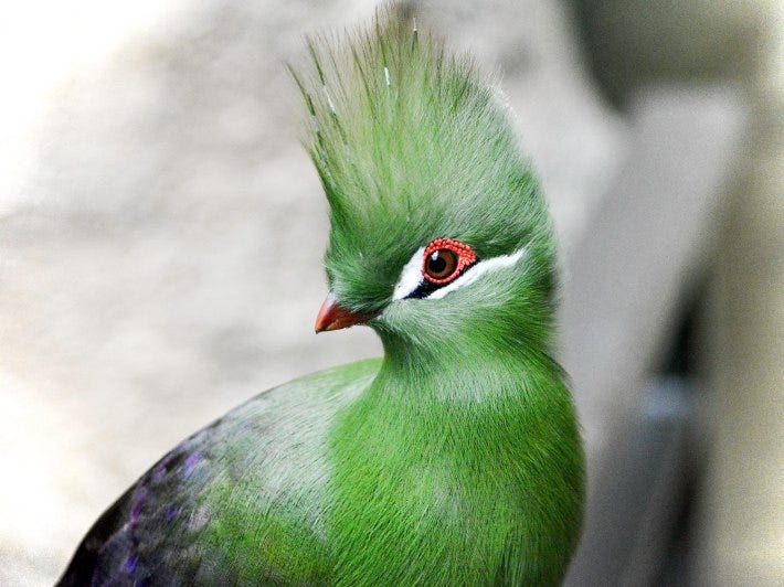 Bird of the Week: Green Turaco - by Jack Mirkinson