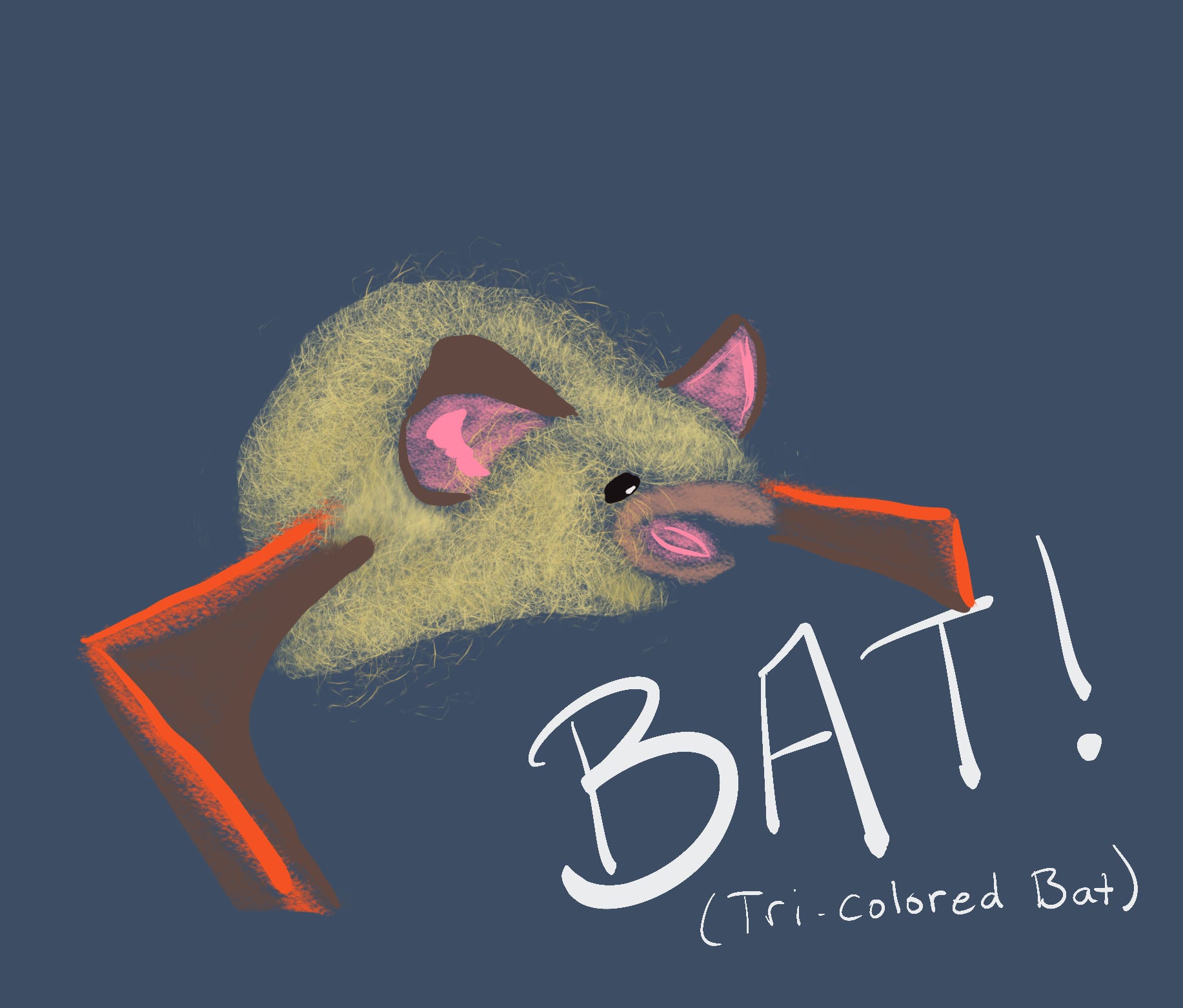 117: Tricolored bat - by Bix - Colorado Wildlife