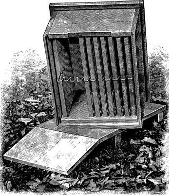 5 fun facts about bees and Andover - by Elaine Clements