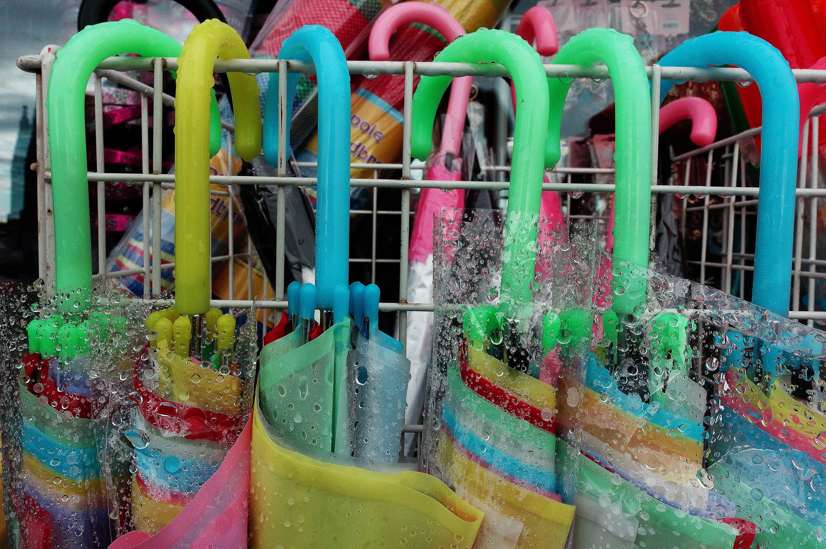 Fresh faces for Team USA - by Bill Fields - The Albatross