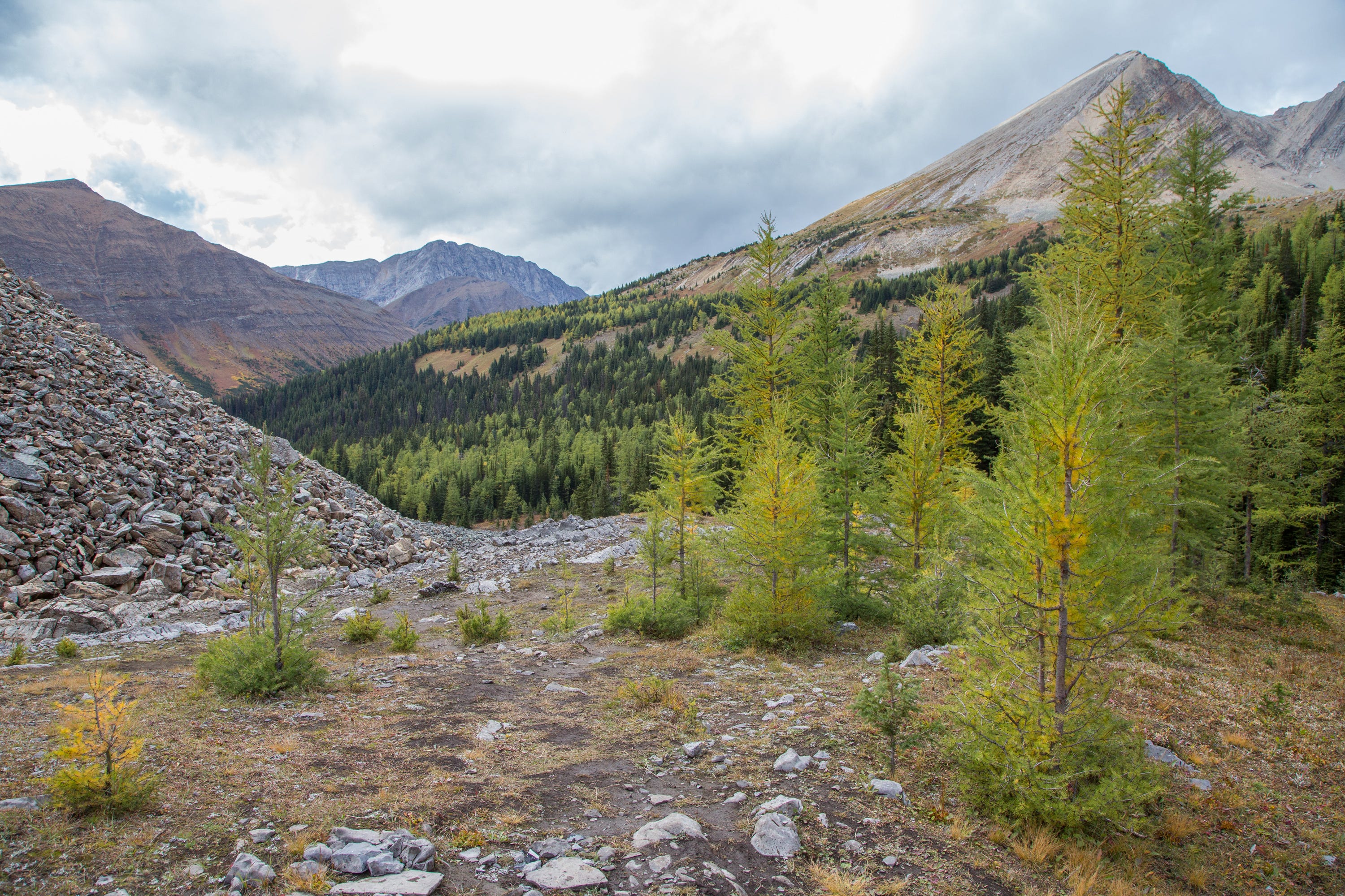It's (Almost) Time for a Larch March!