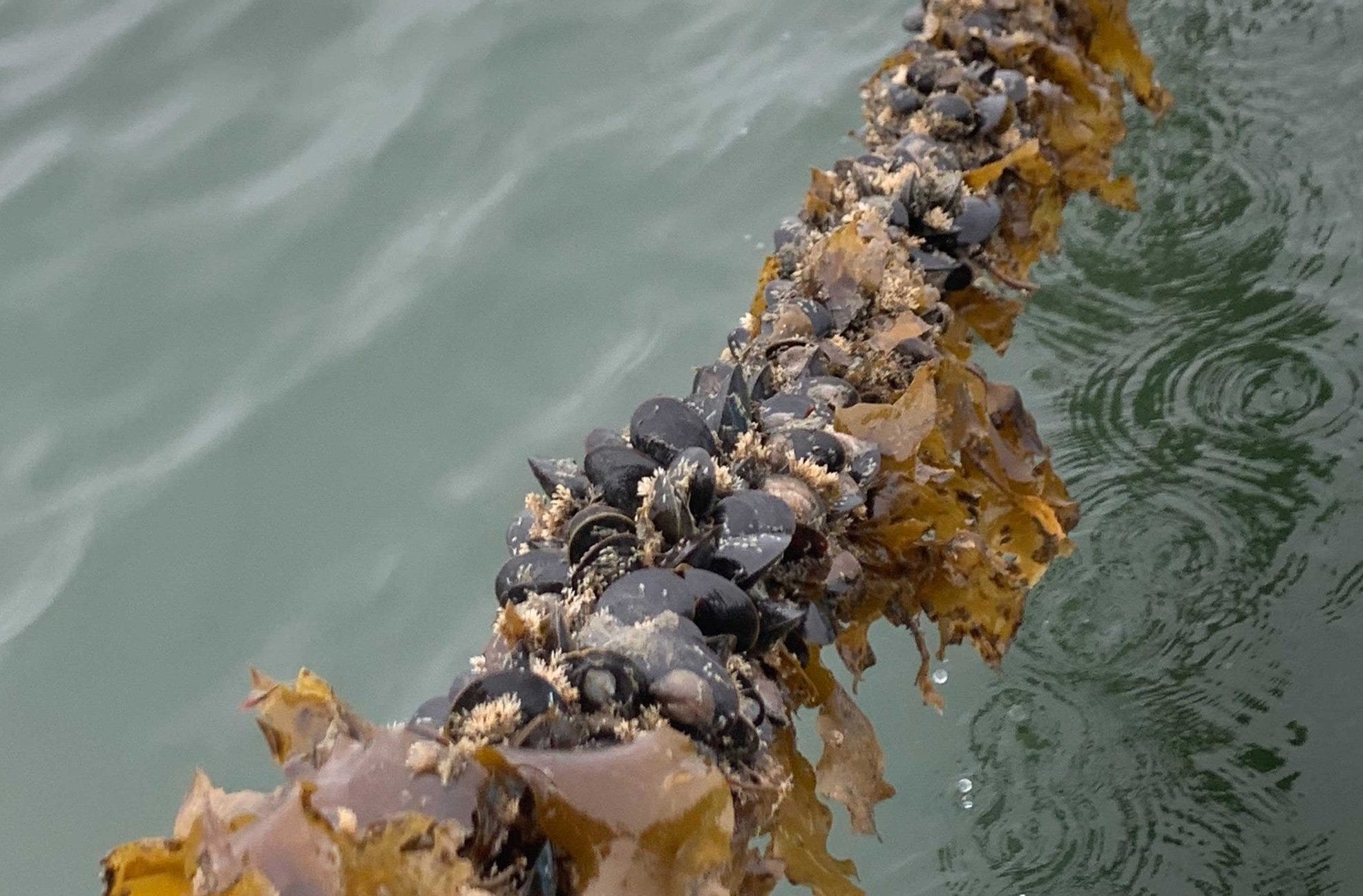 Is eating bivalves better for the climate than going vegan?