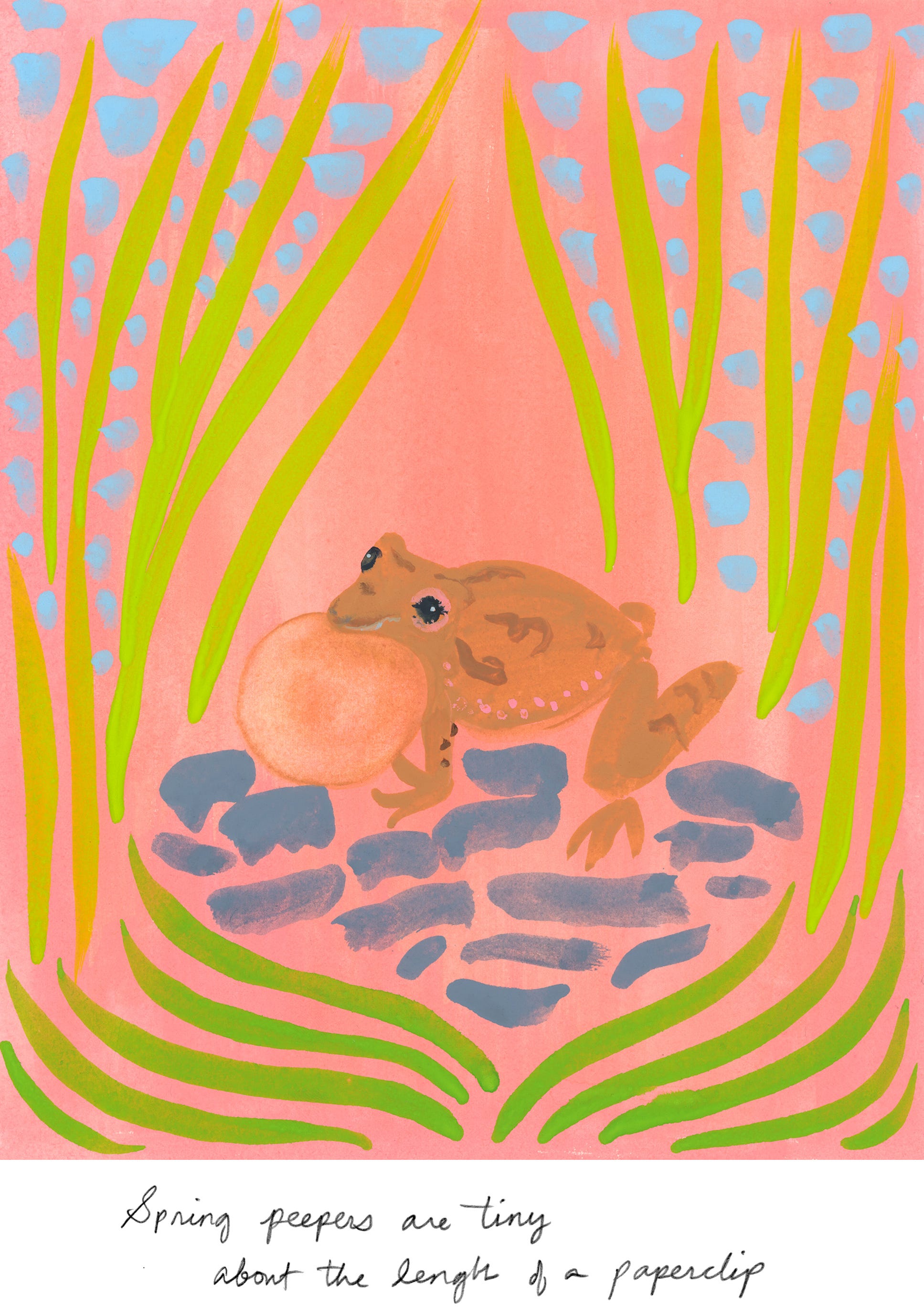 Wild Life / spring peeper - by Amy Jean Porter - Wild Life