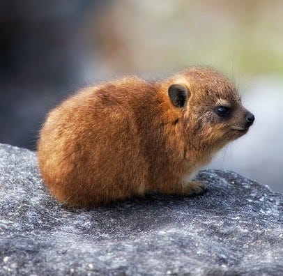 Mazeltov! It's a Tumtum! - by Natan Slifkin