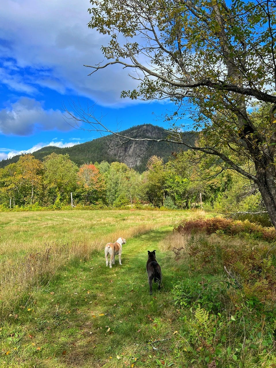 Tom Ryan, Author | Substack