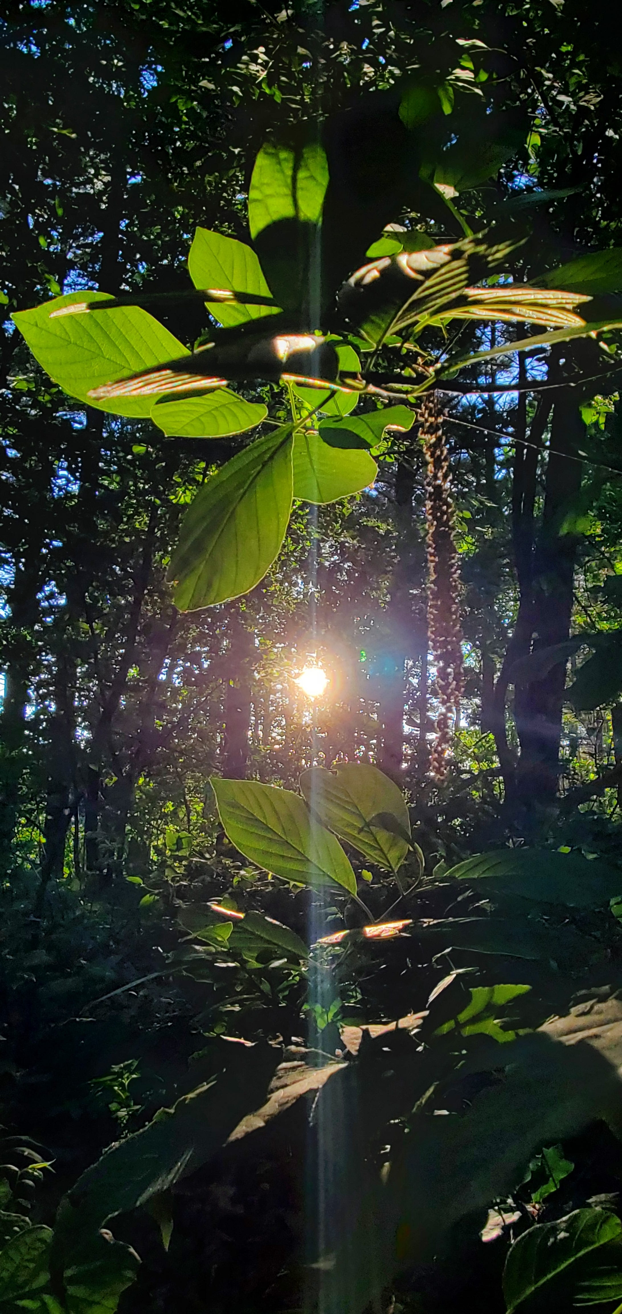 my teeth, a tight-grit grid - by the hydra