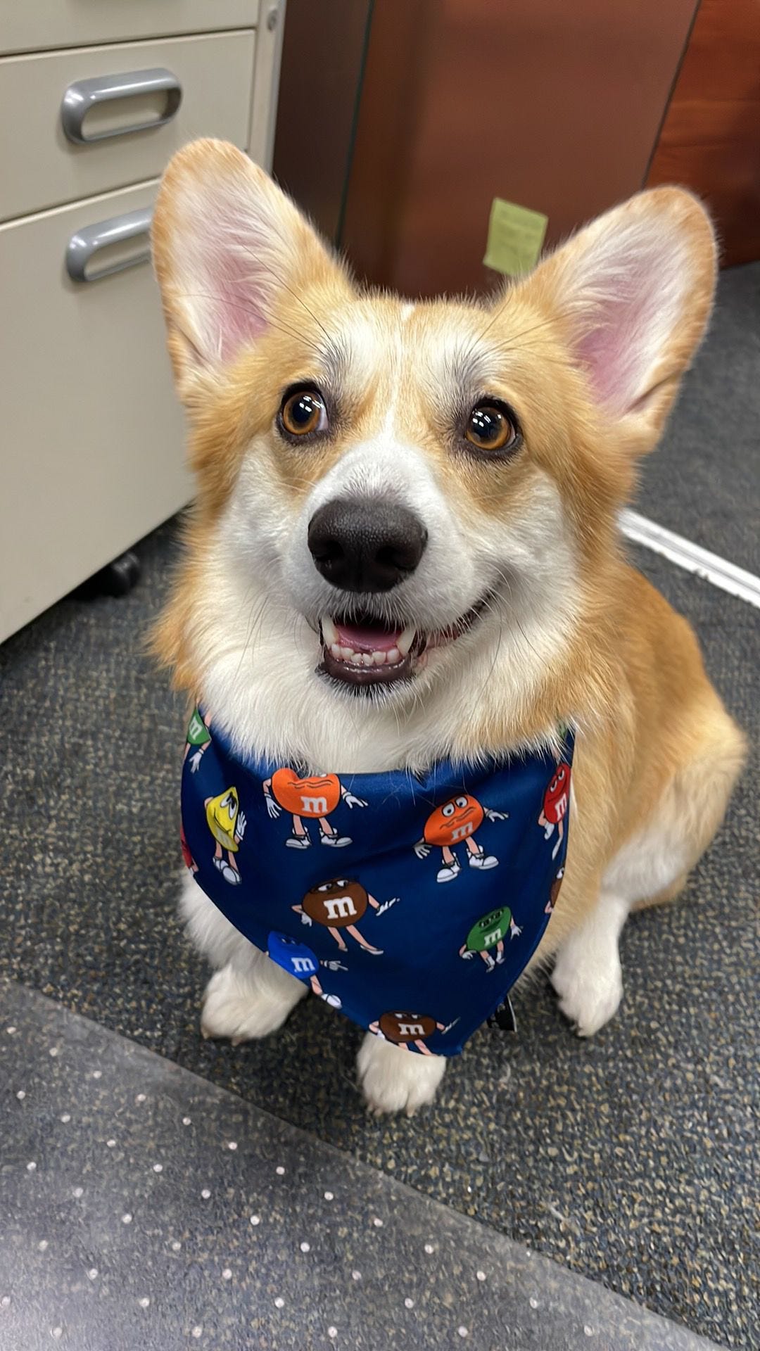 Office Life - by Maple the Corgi - Life of Maple