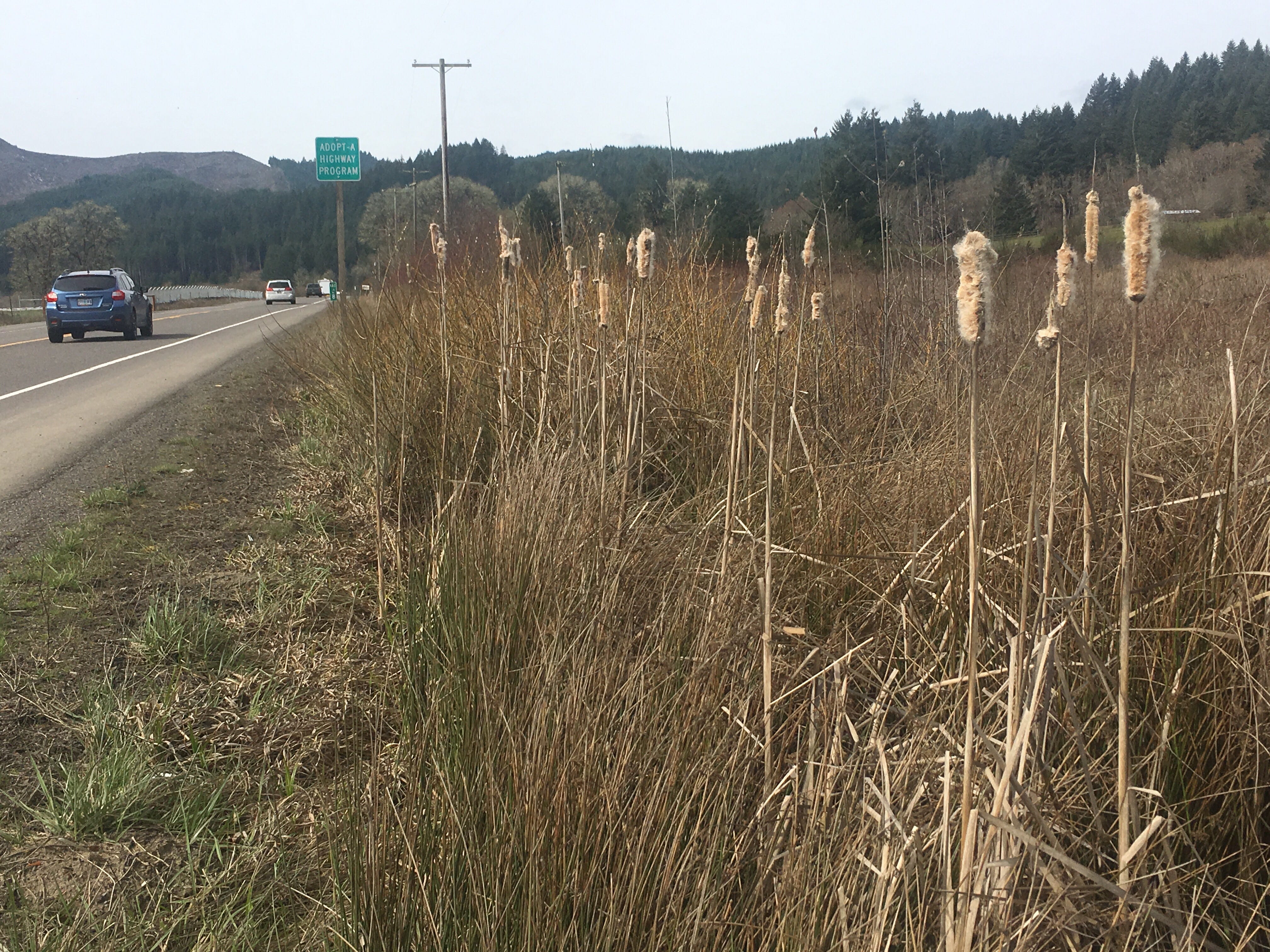 Cattails are dynamic, yet humble - by Mary Ann