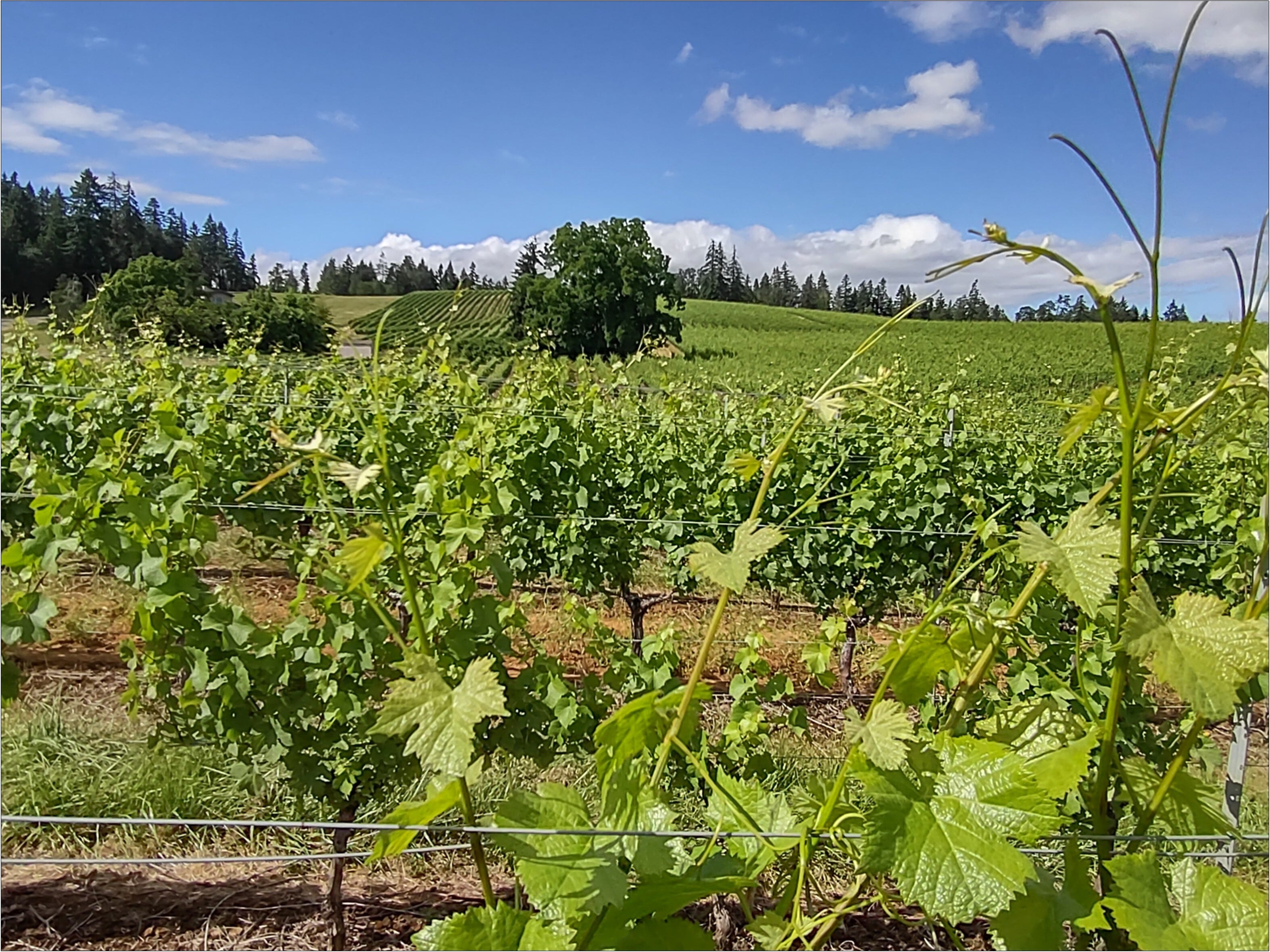 Amalie Robert Estate Situational Review: Living the Dream
