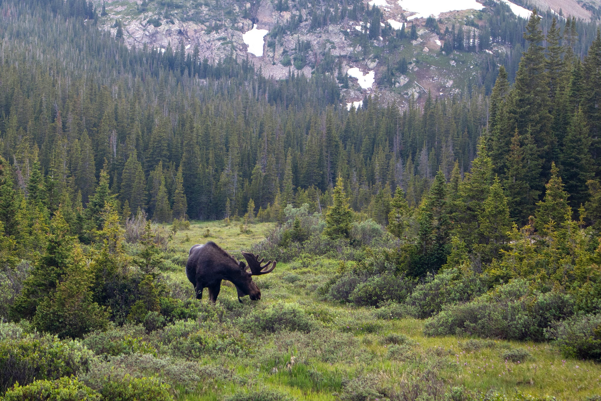 Teatime With a Moose - by Laura K - The Art of Exploration