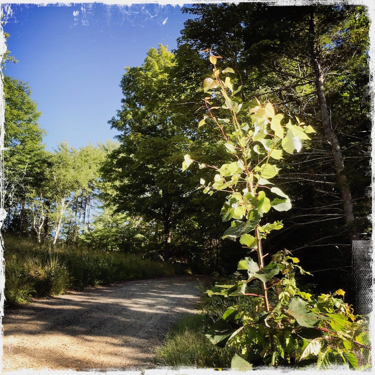 Life Lessons From My Mystery Garden - by Barbara Sinclair