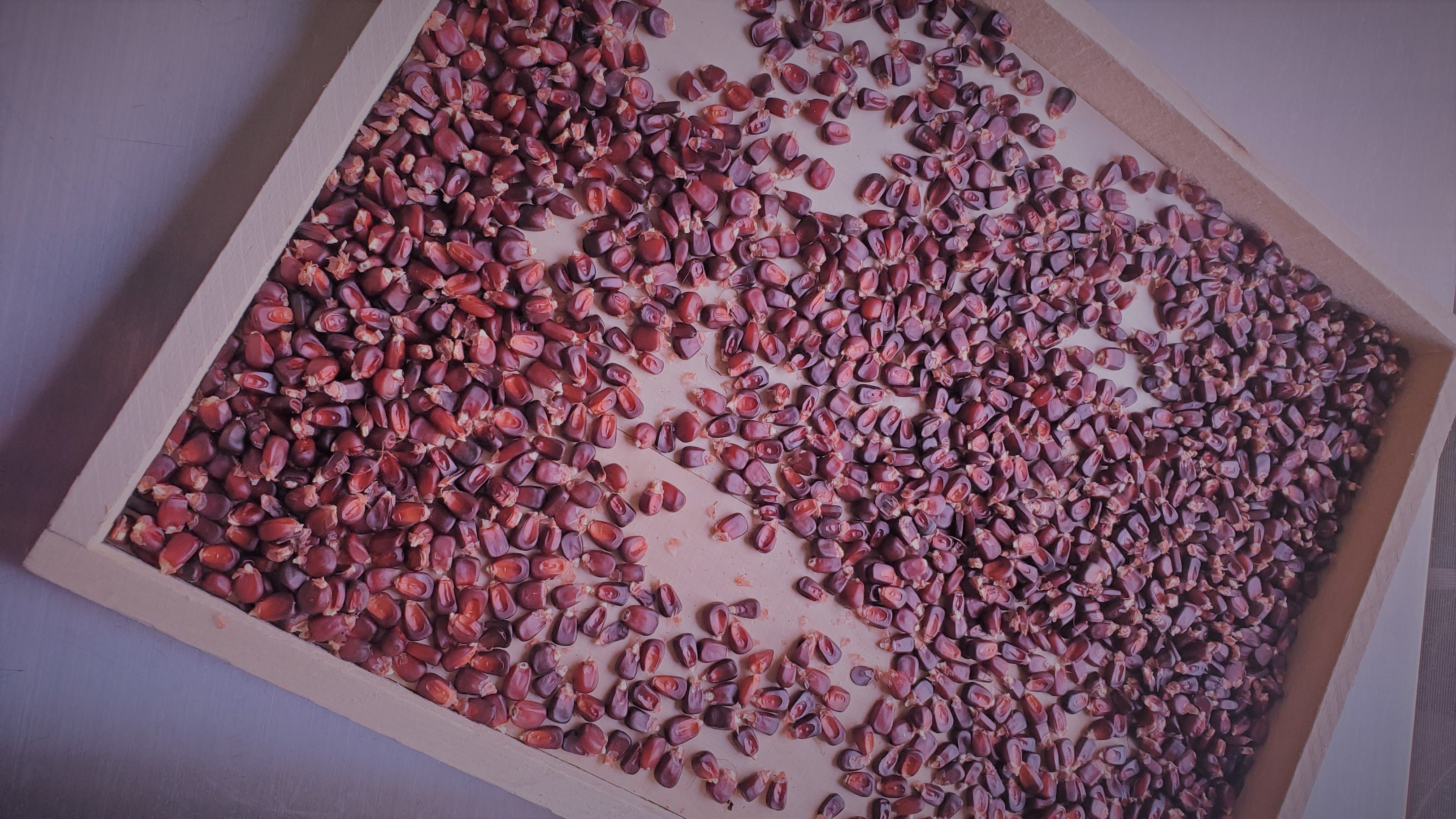 Corny Adventures - by Catherine McBride - Fresh Cornbread!