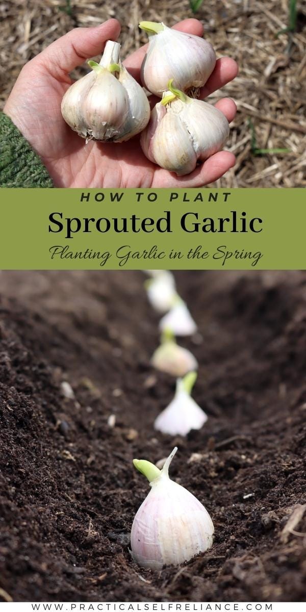 Planting Sprouted Garlic - by Ashley Adamant