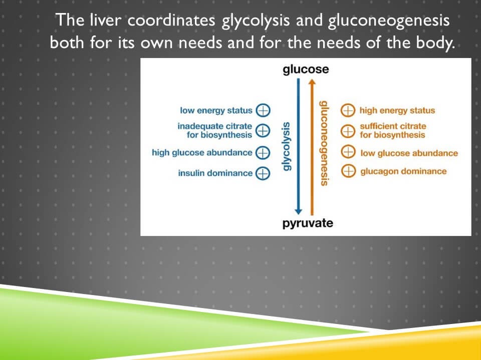 30. Gluconeogenesis Occurs When the Liver is Rich in Energy and the ...