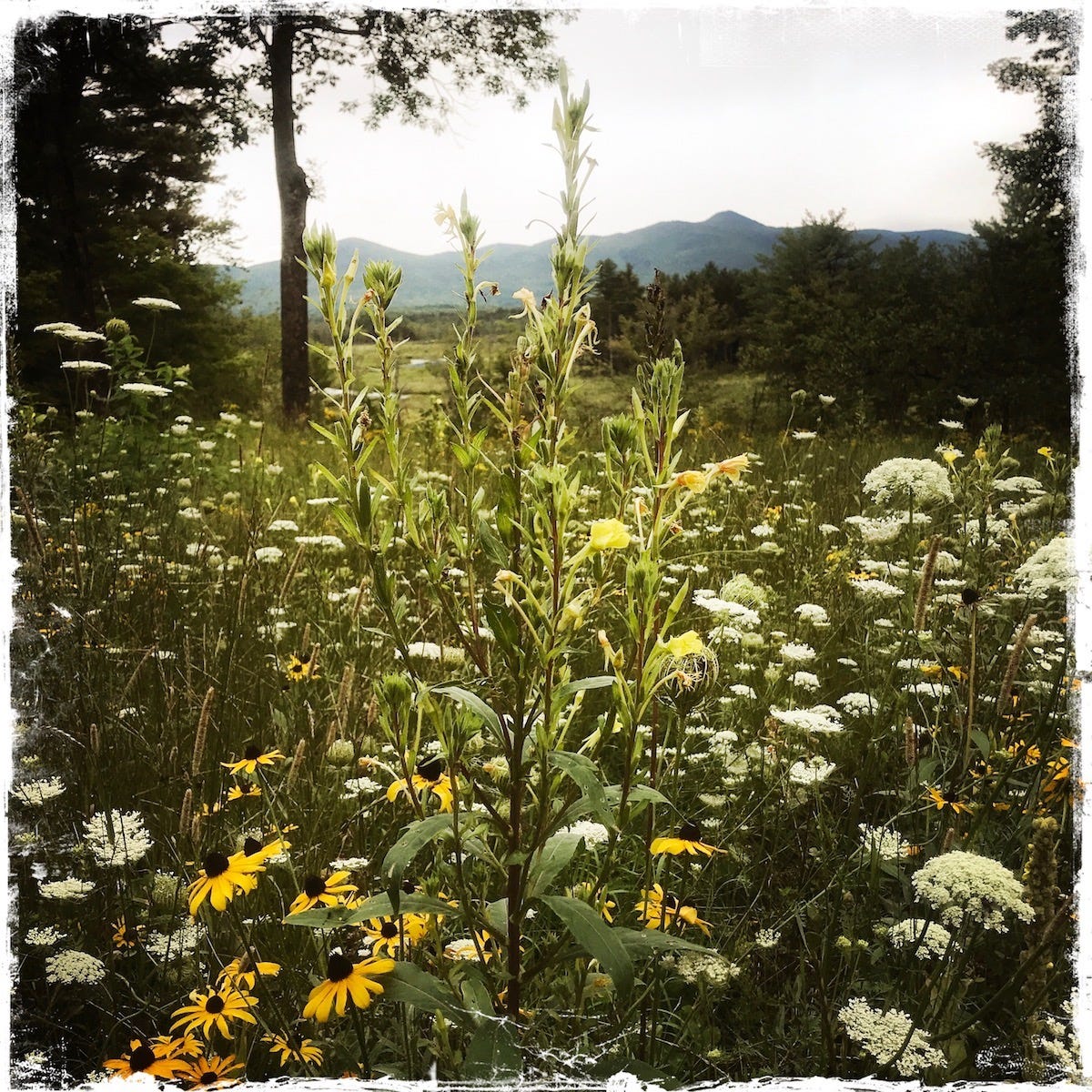 Grieving the Land - by Barbara Sinclair