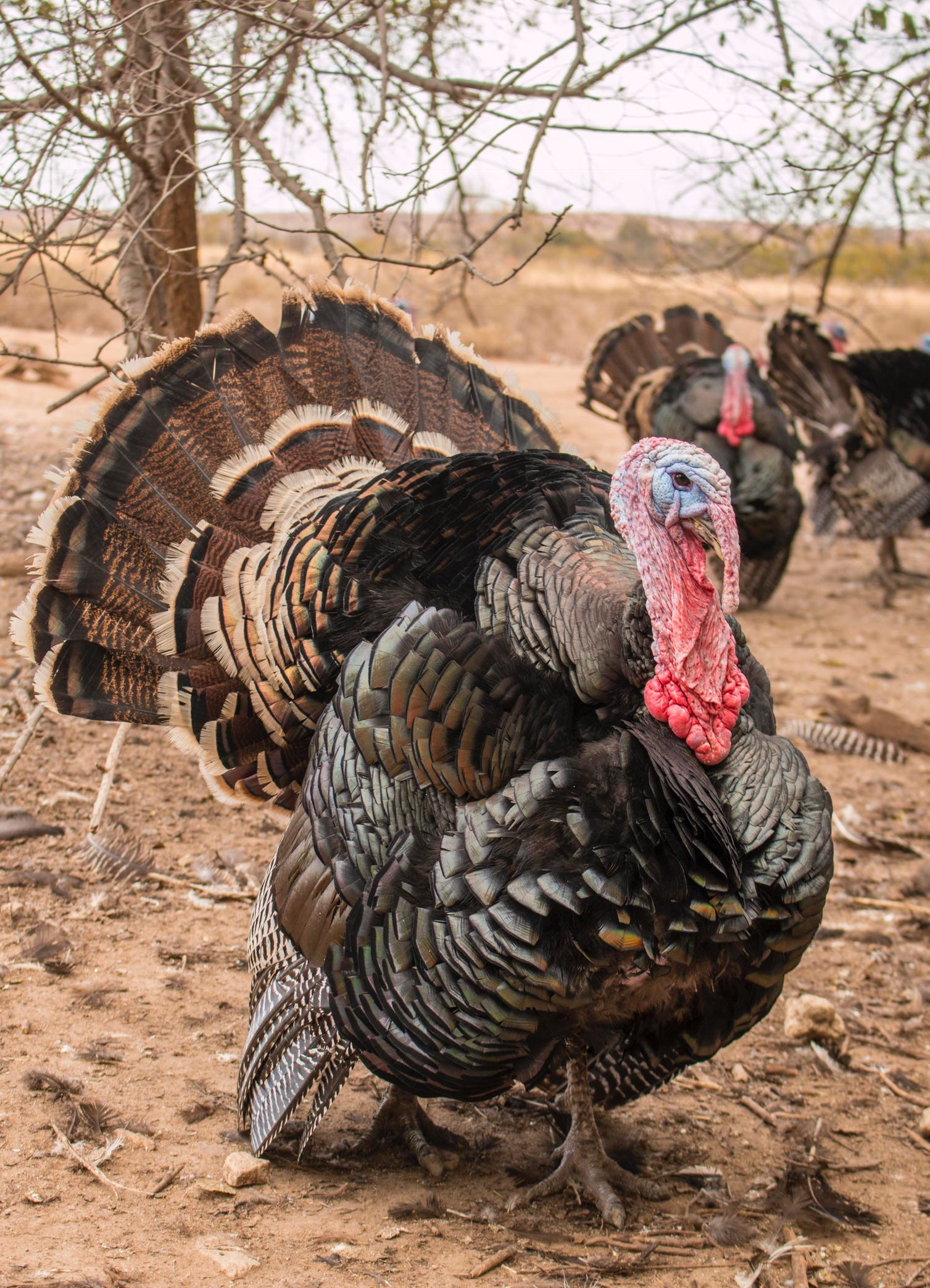 Farm, Food and Rural Living | Farmer Georgie | Substack