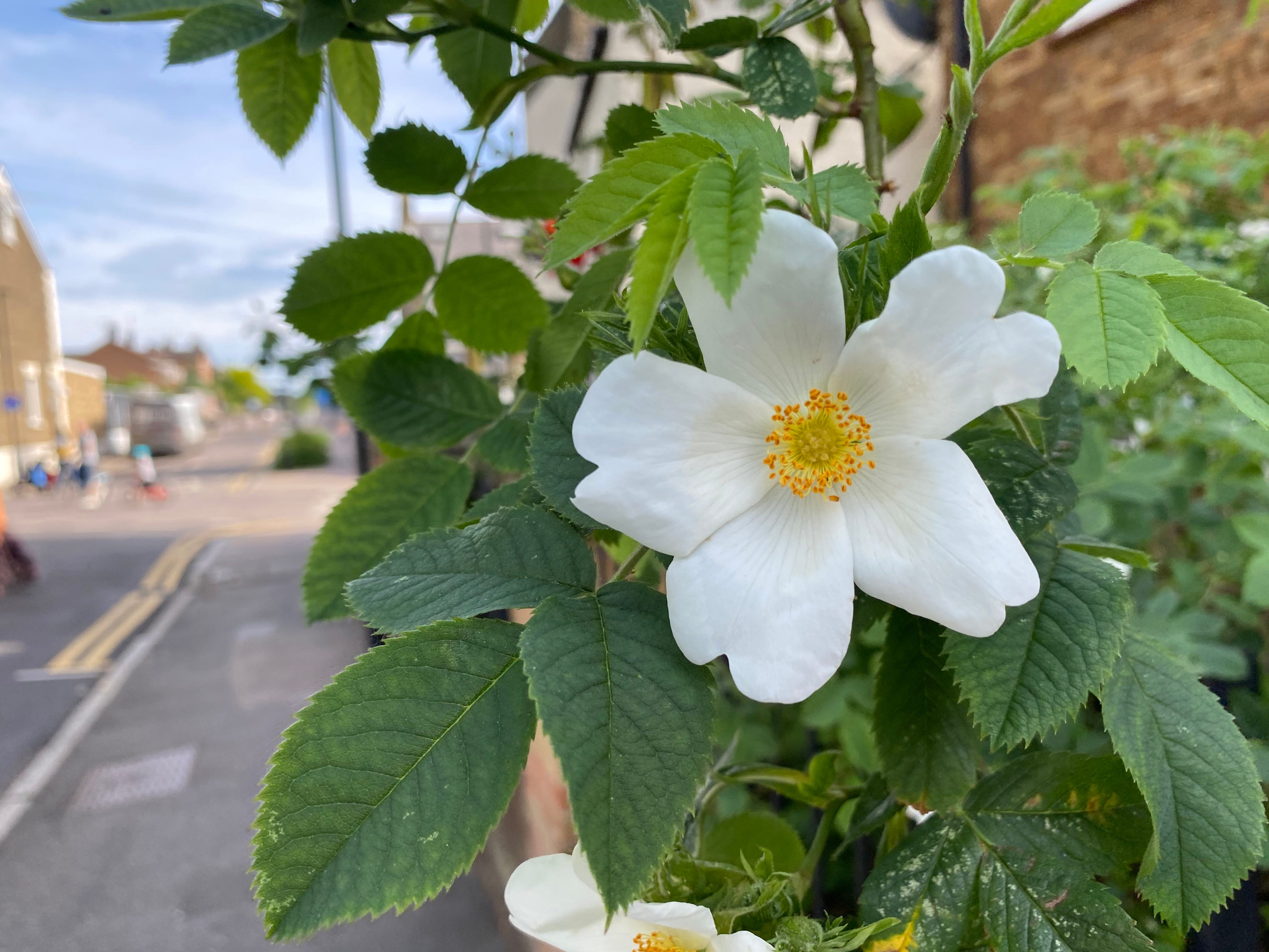 The Q&A: Michael Marriott, the planet’s foremost authority on roses