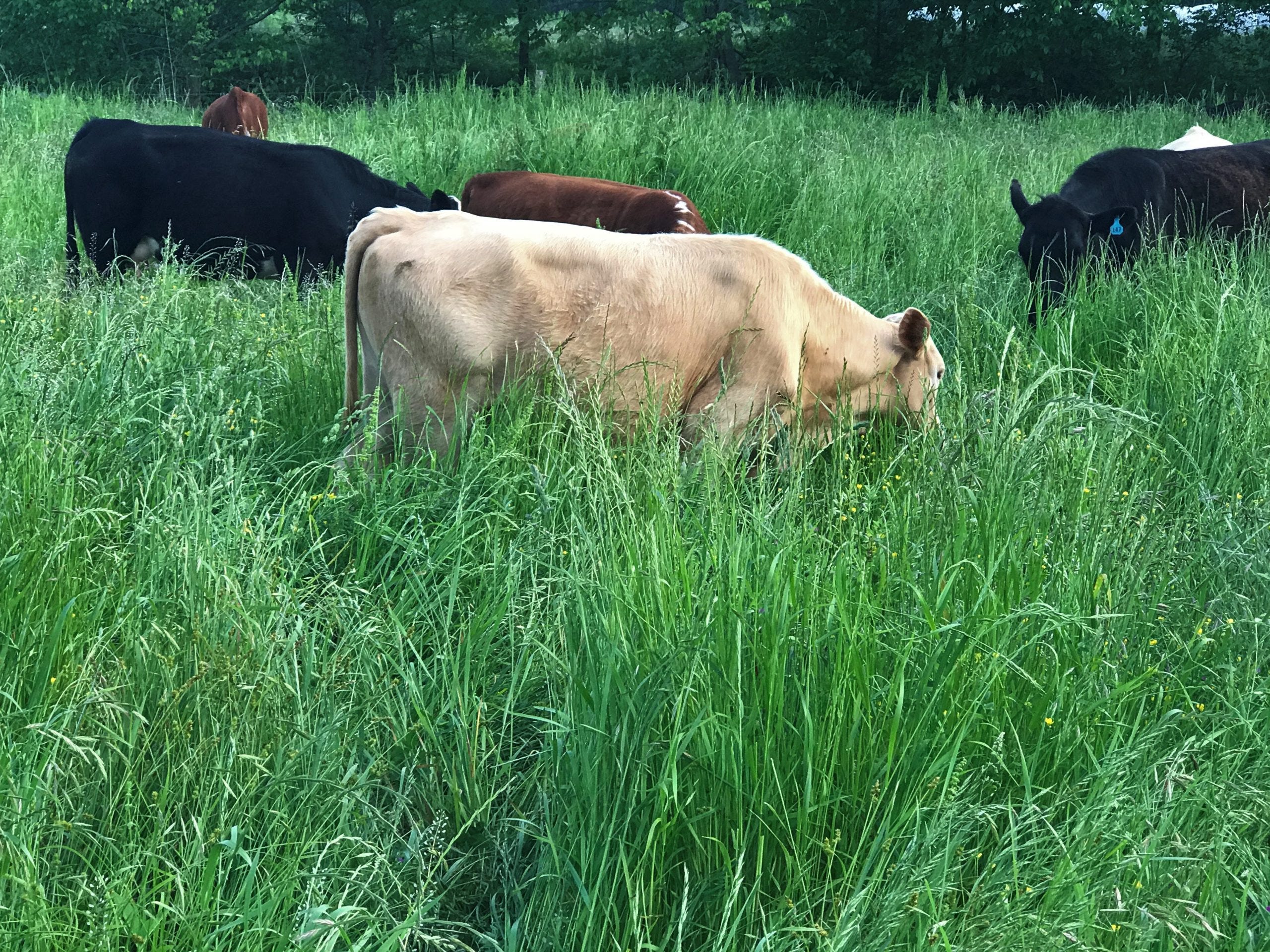 THE EVOLUTION OF A MULTI-SPECIES GRAZING OPERATION
