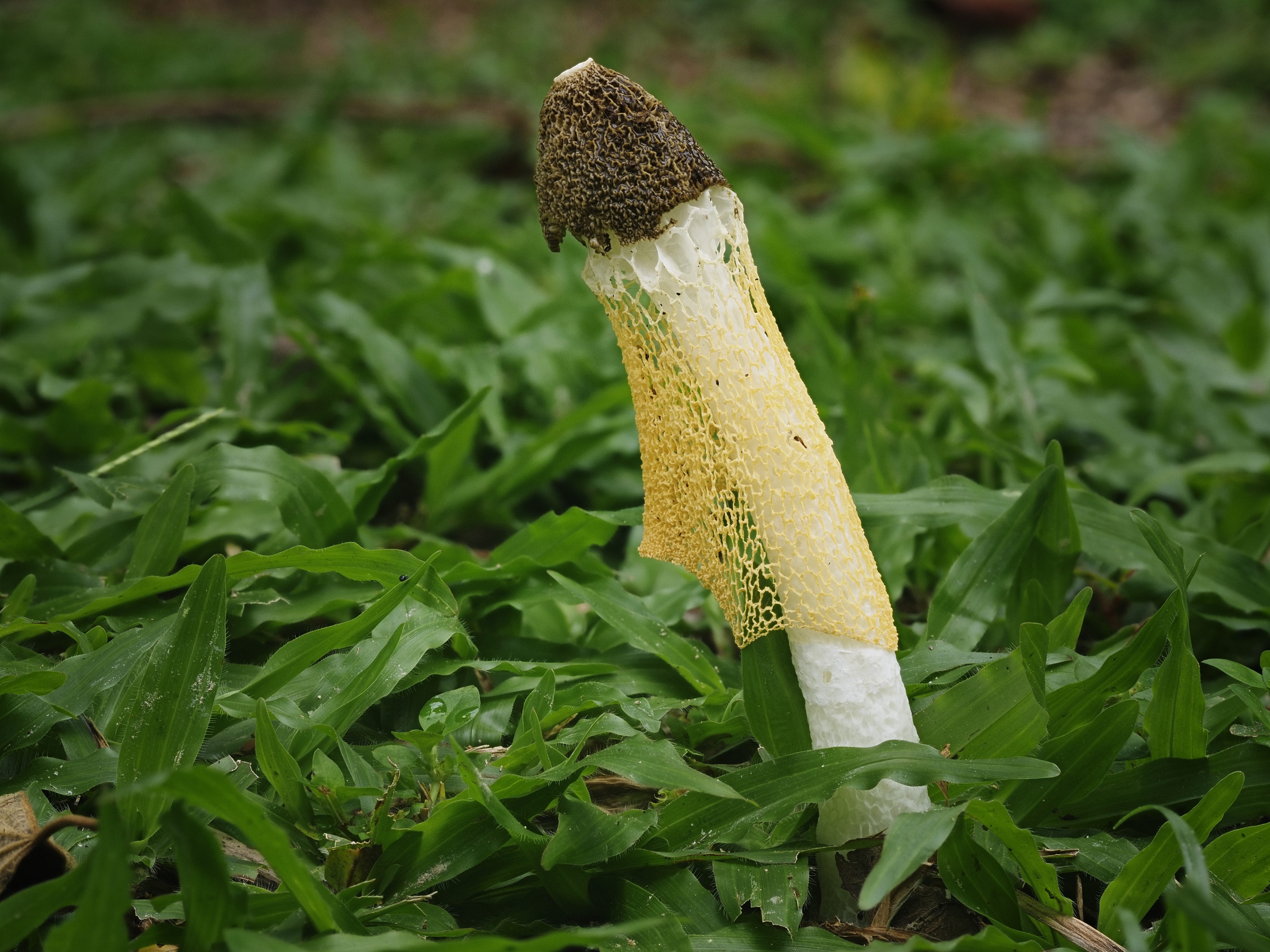 A Sandworm, Stinkhorn, Staticky Bonnet Mold, and a Dead Man's Foot