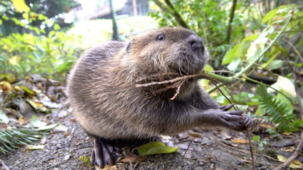 Beaver State - by Mary Ann - maryannpetersen.com