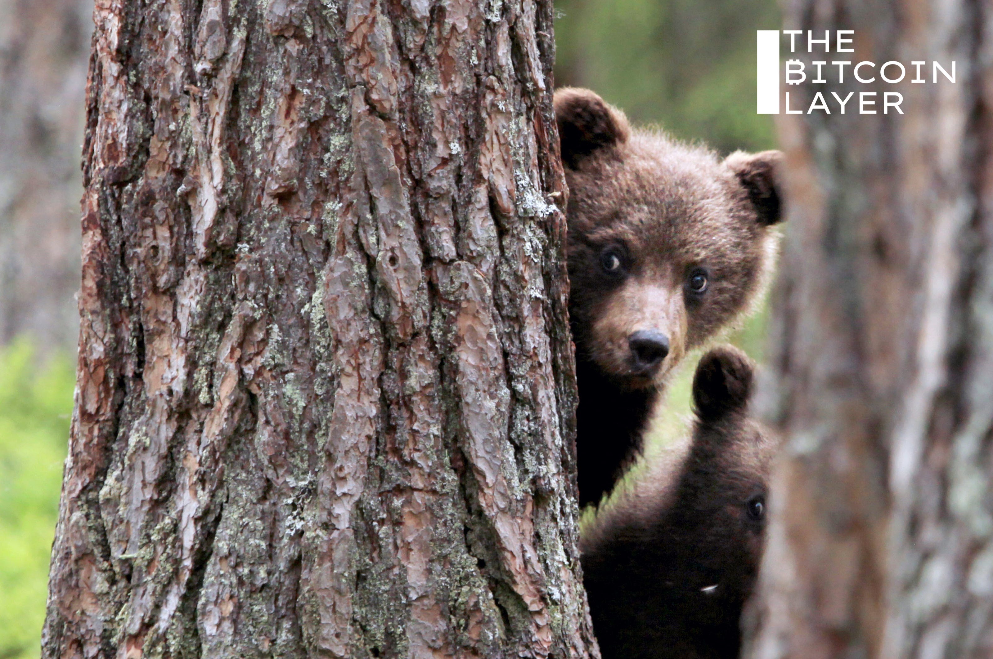 Bitcoin's Longest Bear Market Ever