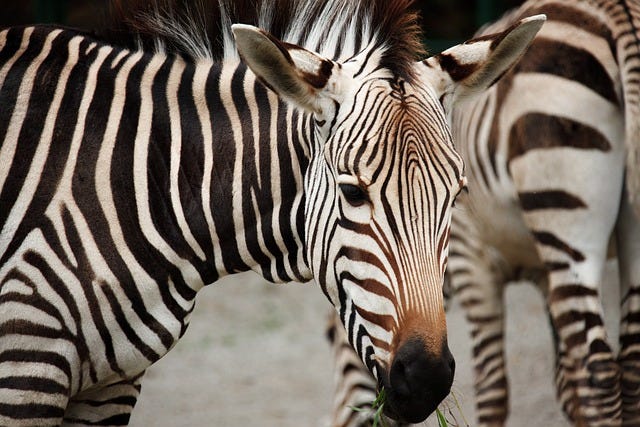Saturday Report 12/3/22 - We now know why Zebras have stripes - Ain’t ...