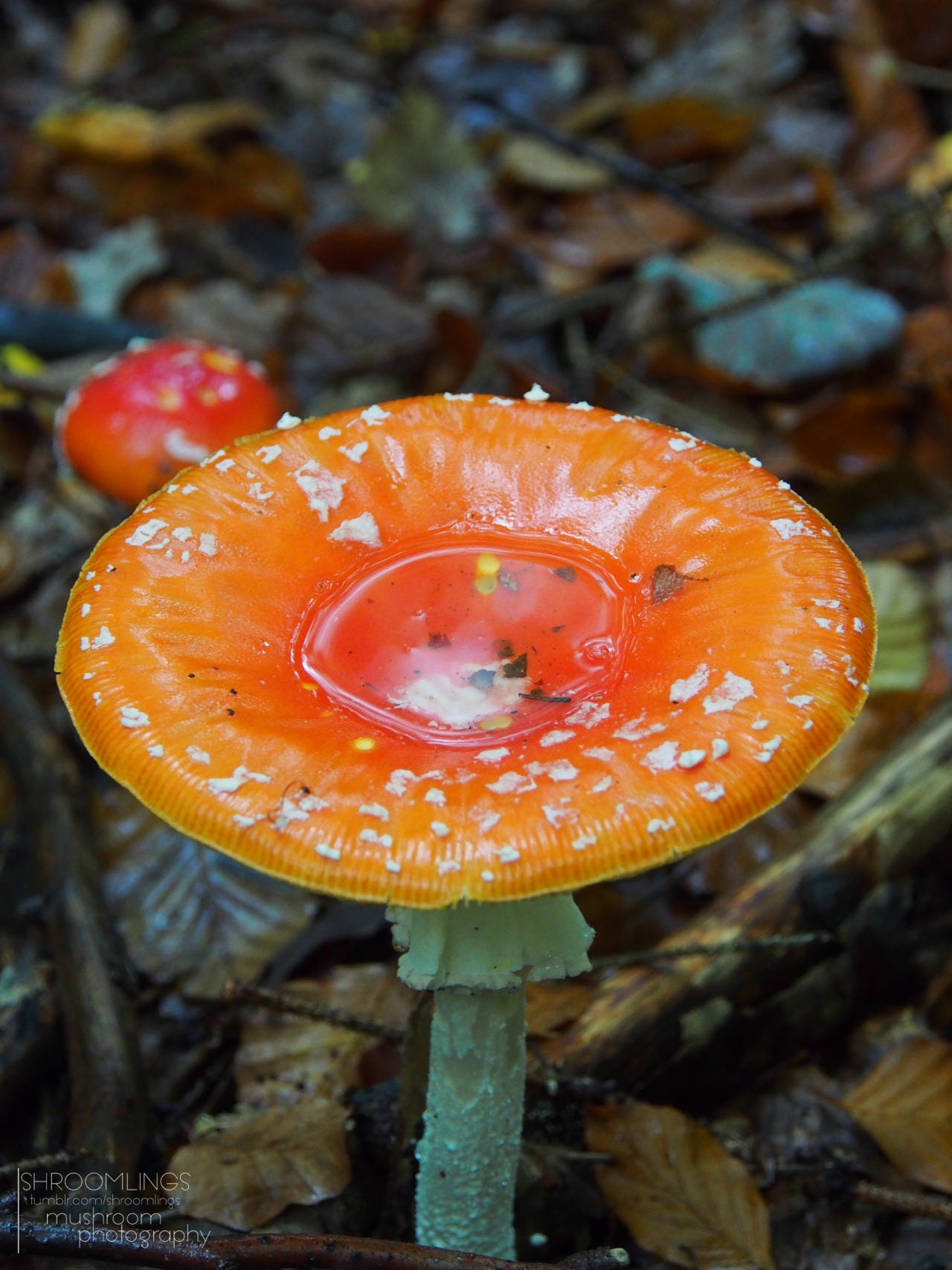 Fly Agaric, Dwarves' Wine, and Reindeer Pee