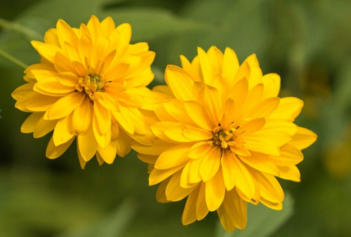 Emma #35: August 1930 - by Linda Hoopes