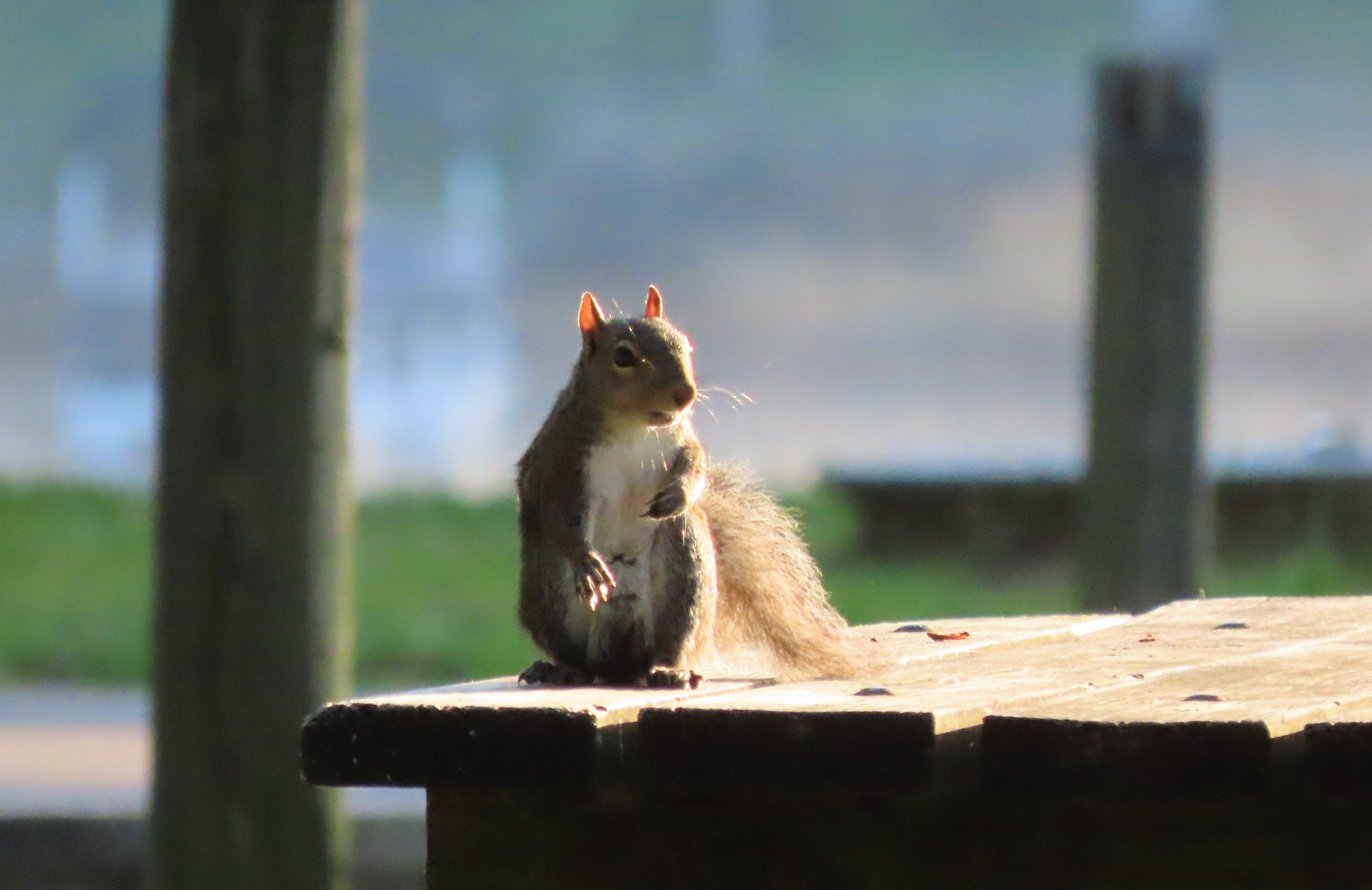 Sheila Taylor | Substack