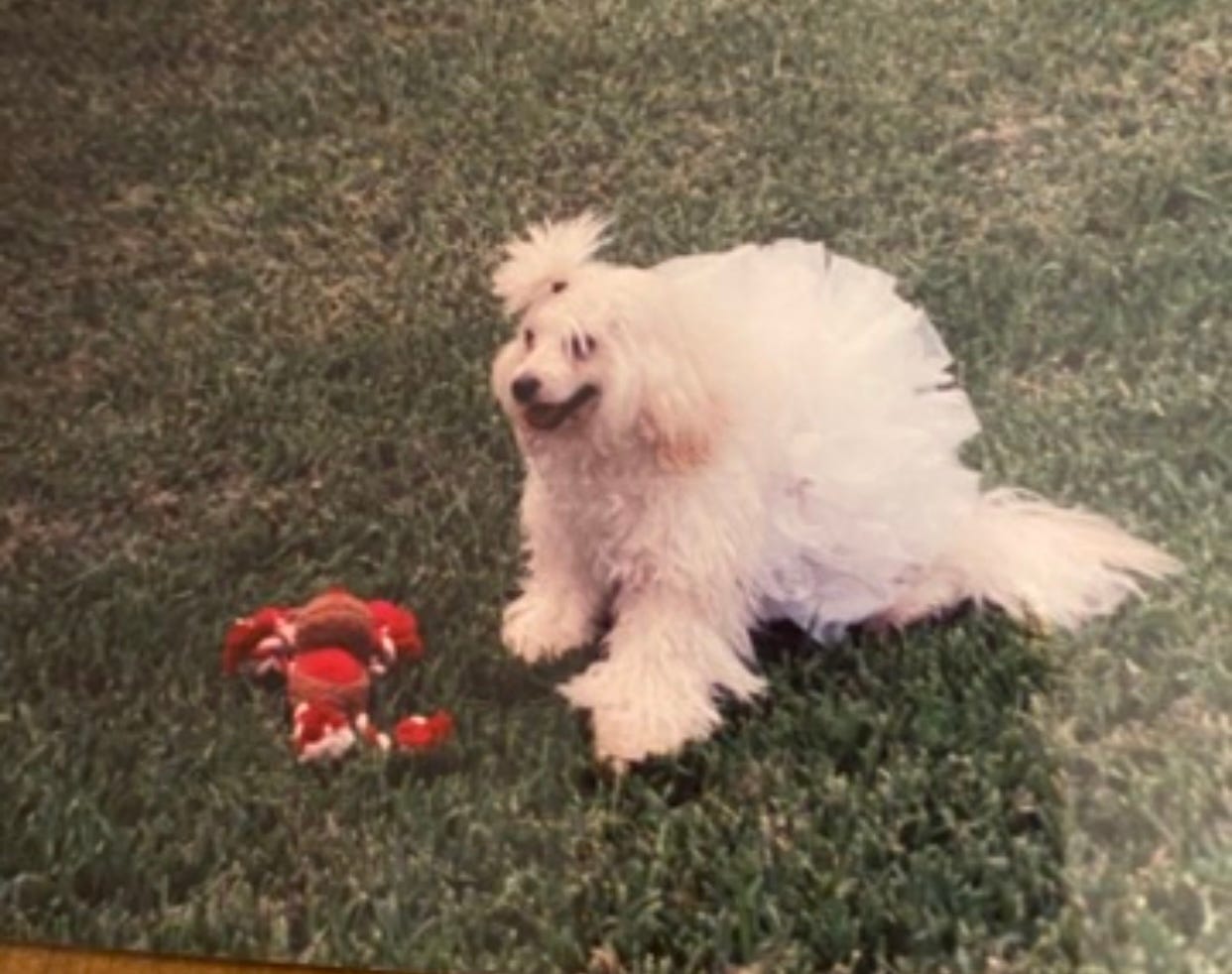 that time mom bought me a dog during her first psychotic episode ...
