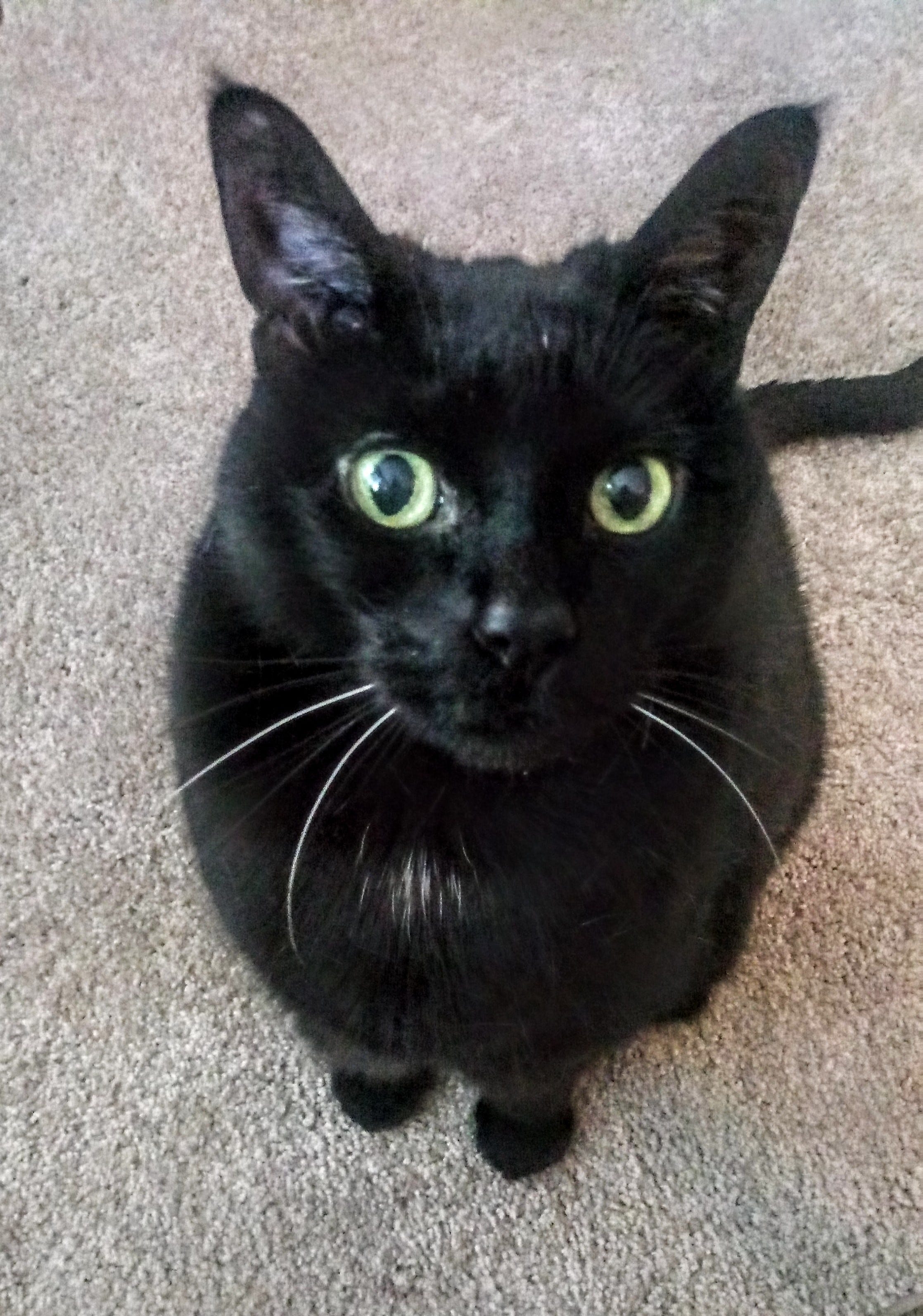 Welcome to The Clowder Room - by Caren Gussoff Sumption