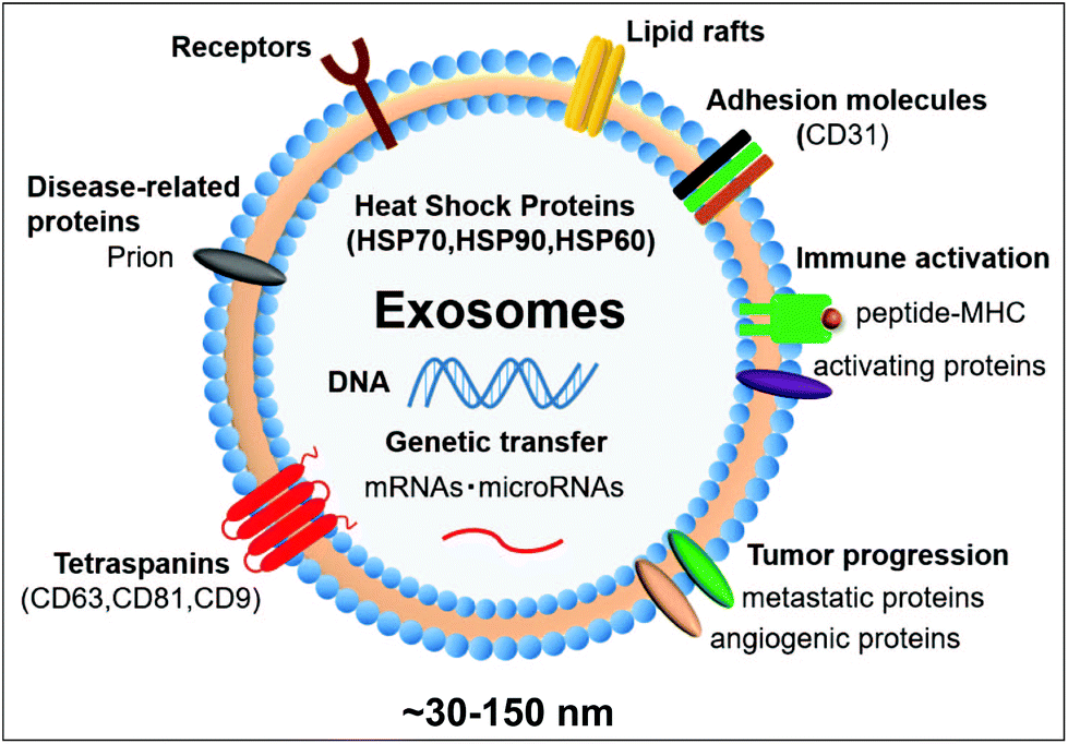 An Exhaustive Look At Exosomes And Their Role In The Life Cycle And