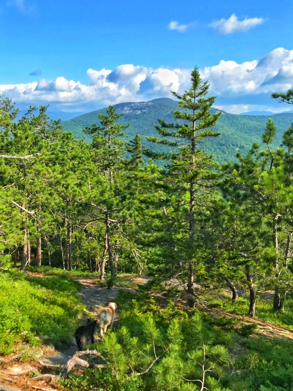 Tom Ryan, Author | Substack