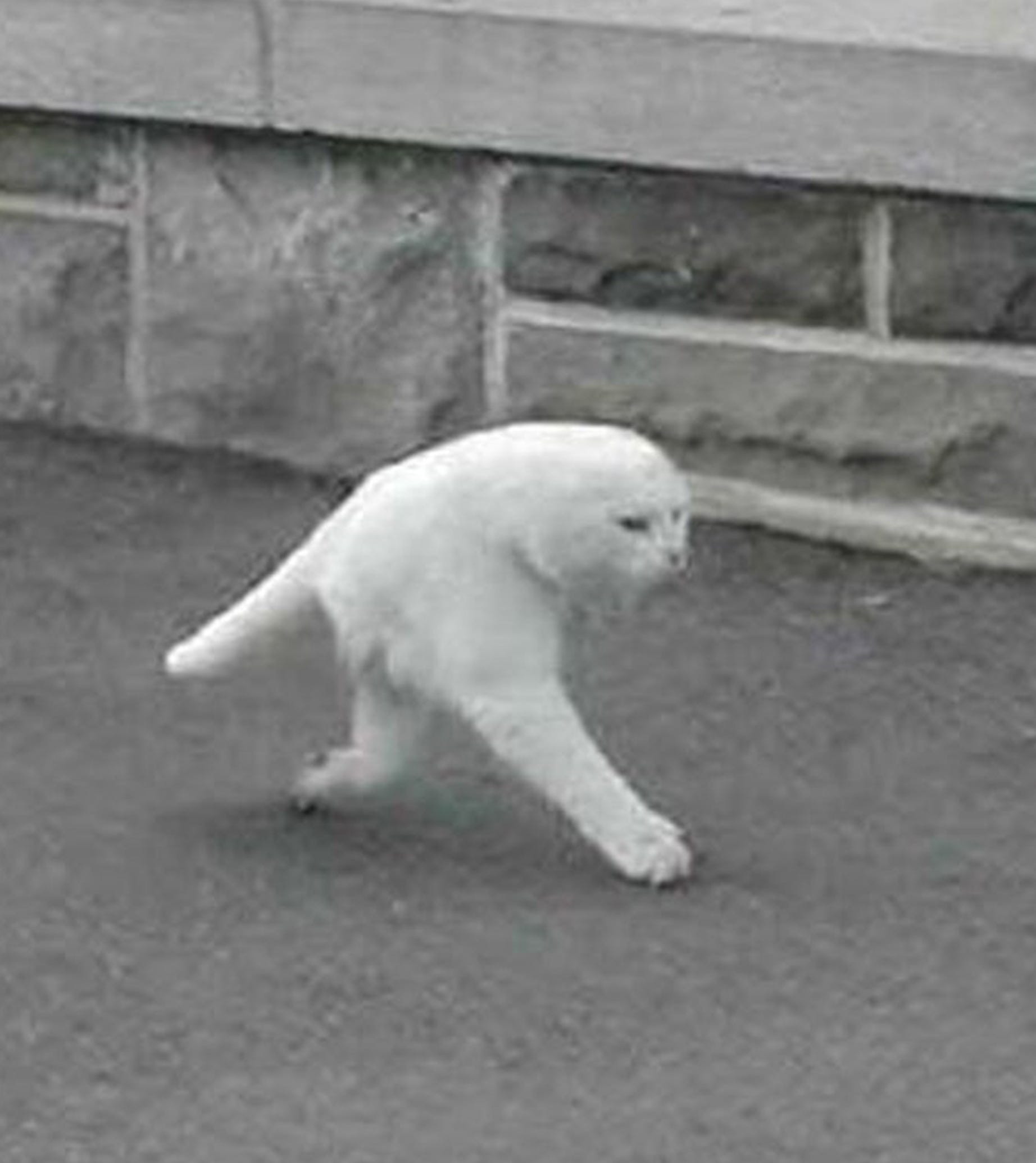 Valentina Tanni | Substack