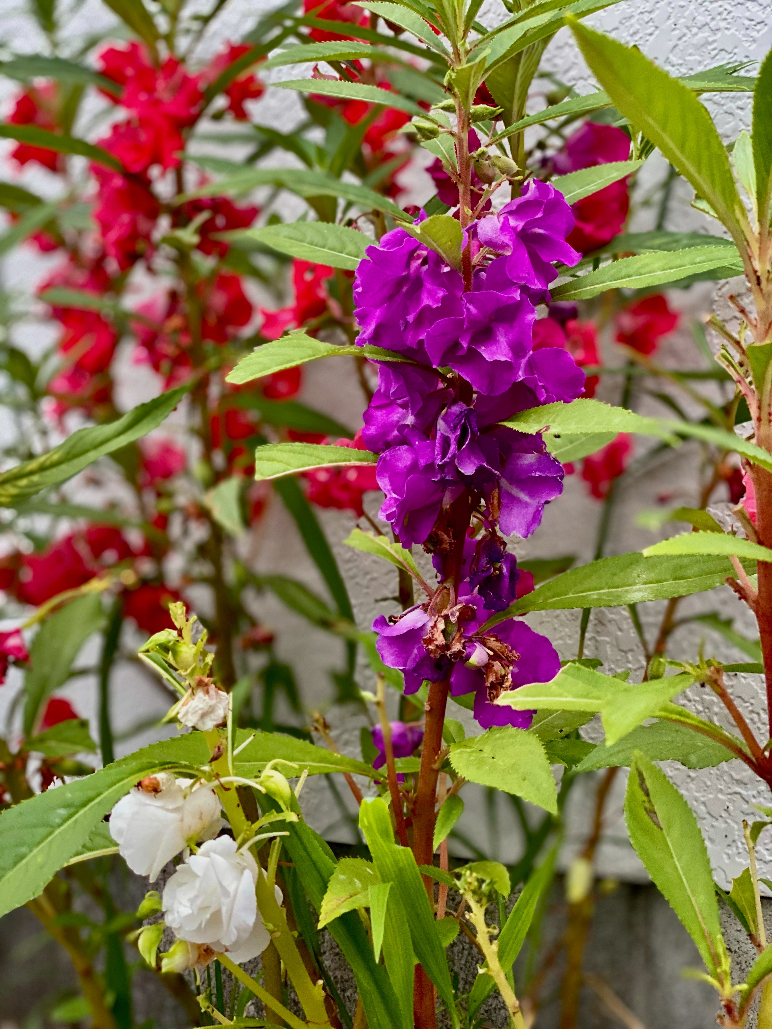 Color Correct - by Joel Neff - 91 Days