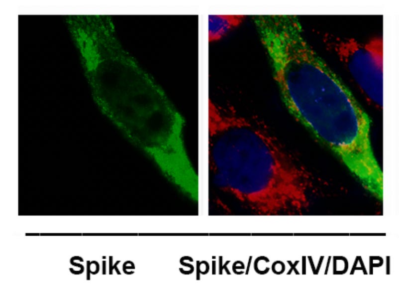 Does spike protein get into the nucleus of cells?