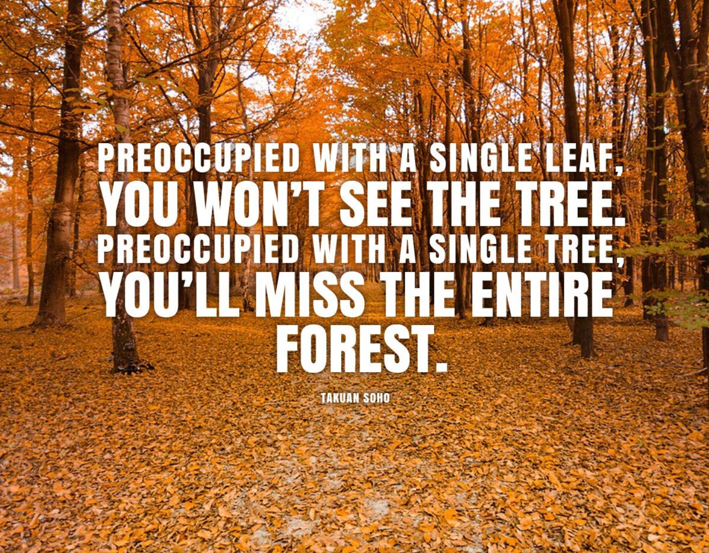 Preoccupied With A Single Leaf, You Won't See The Tree