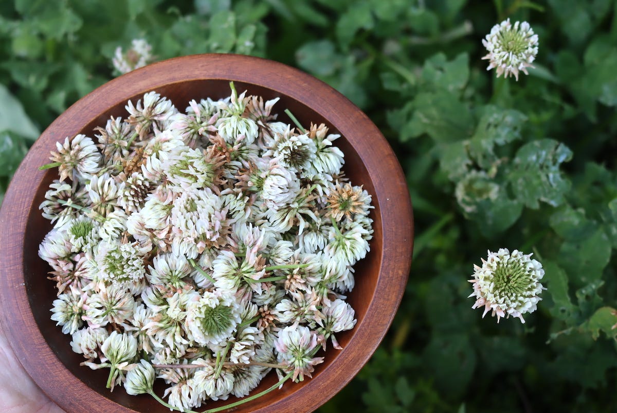 Edible Lawn Weeds - by Ashley Adamant
