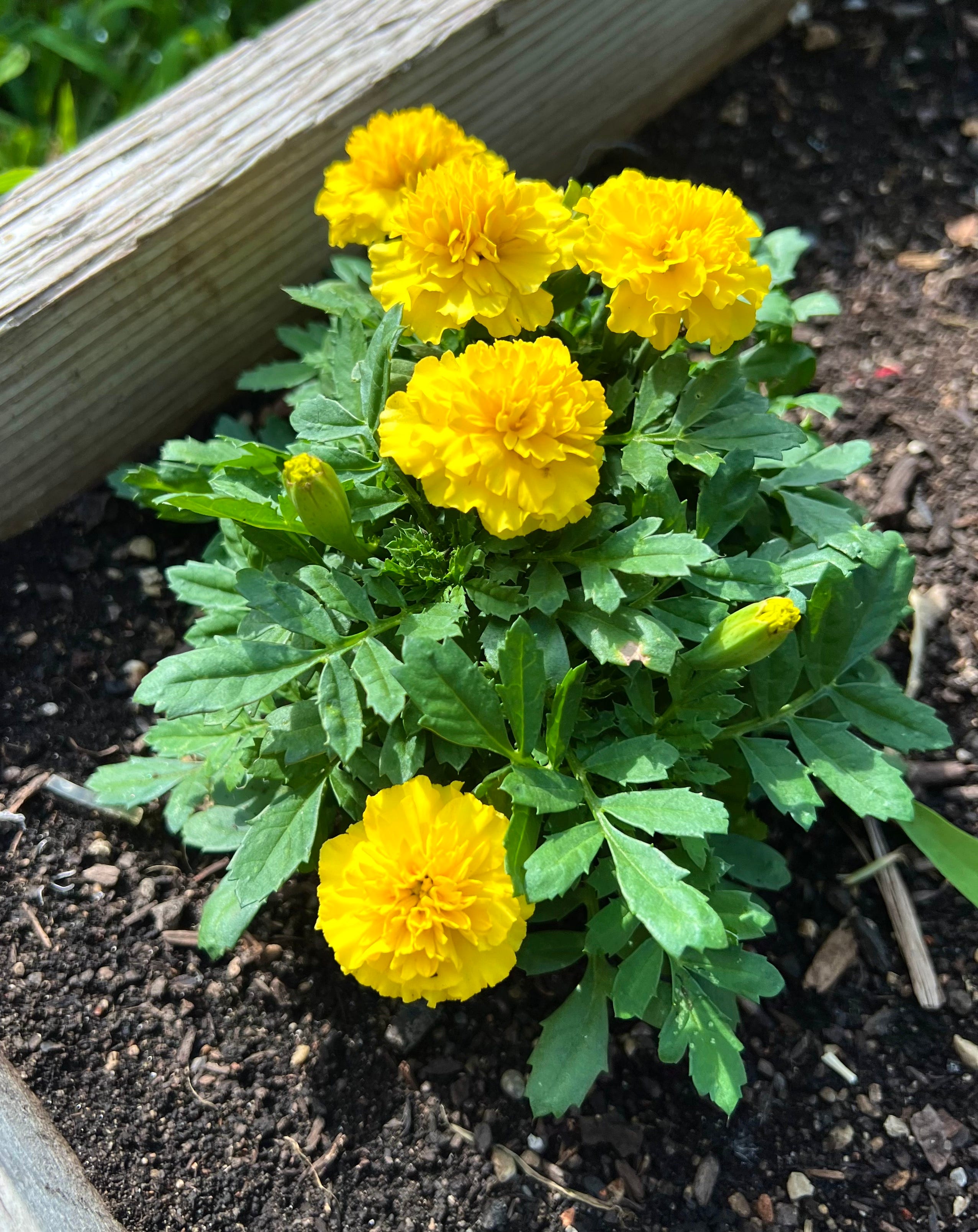 The Stellar Work of Star Farm Chicago - by Bob Benenson