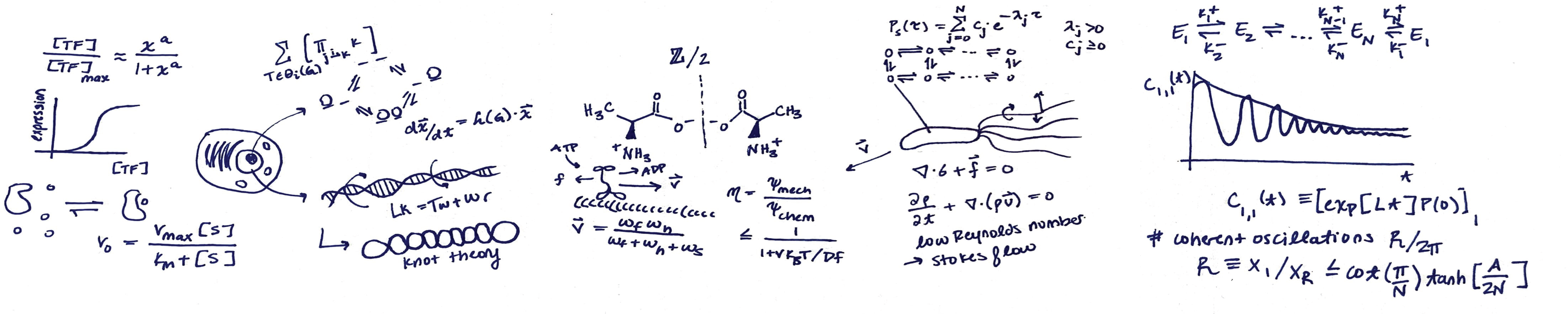 Cellular mathematics | Sabina Haque | Substack